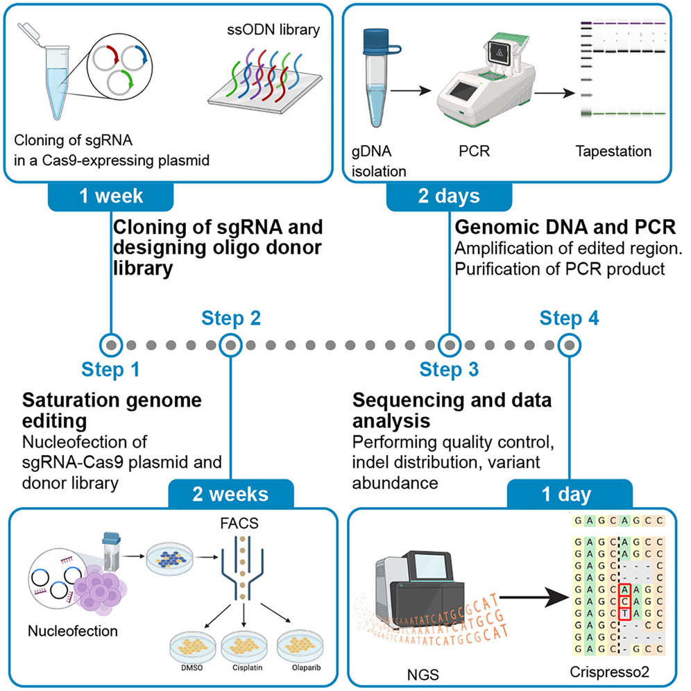 Cell Press: STAR Protocols