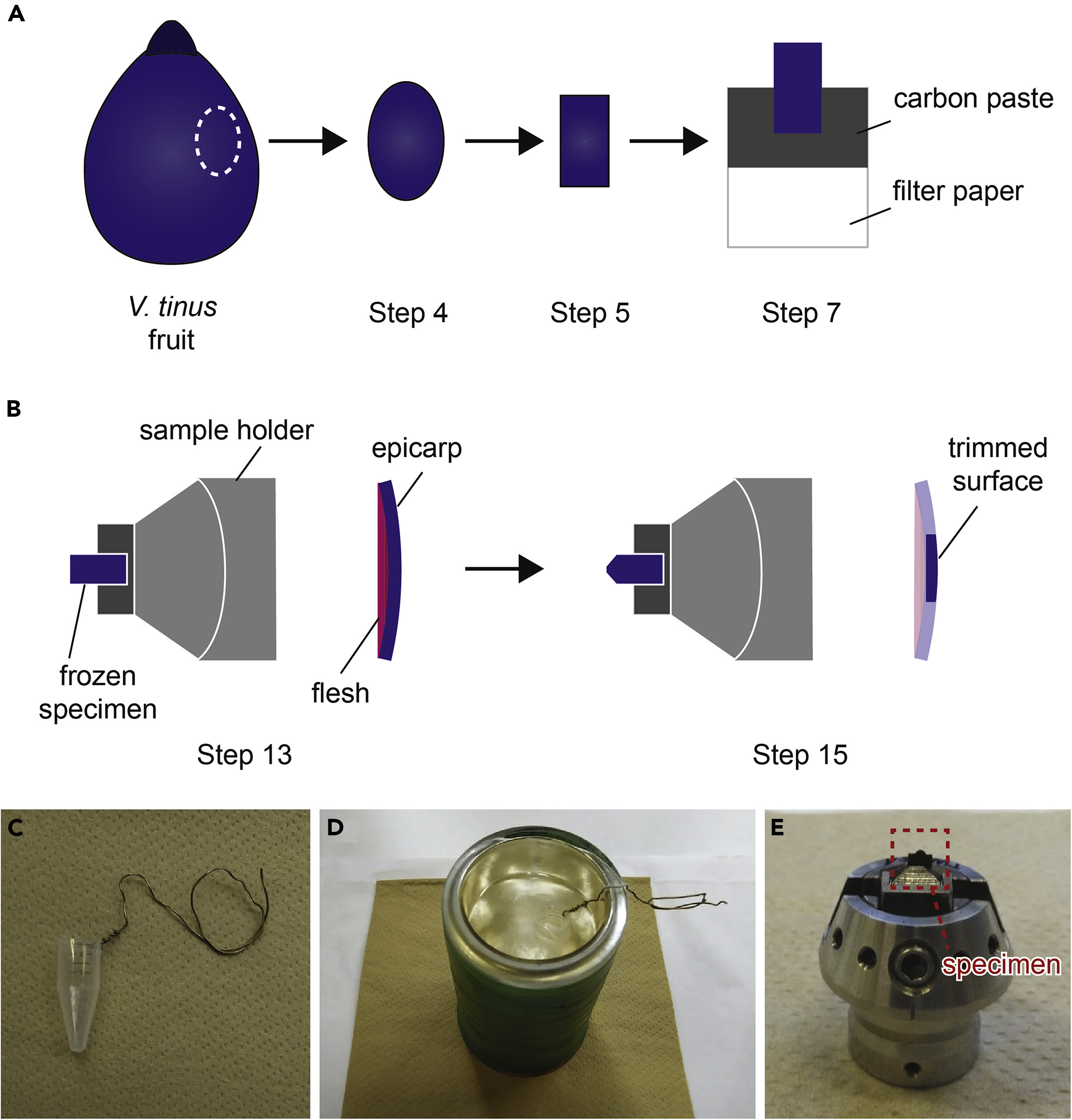 Cell Press: STAR Protocols