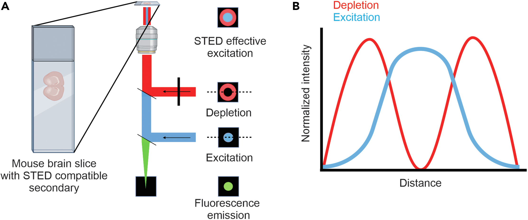 Cell Press: STAR Protocols