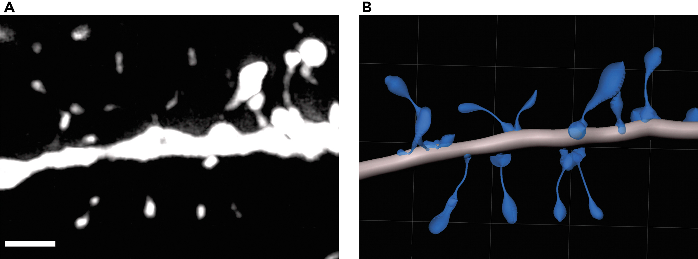 Cell Press: STAR Protocols