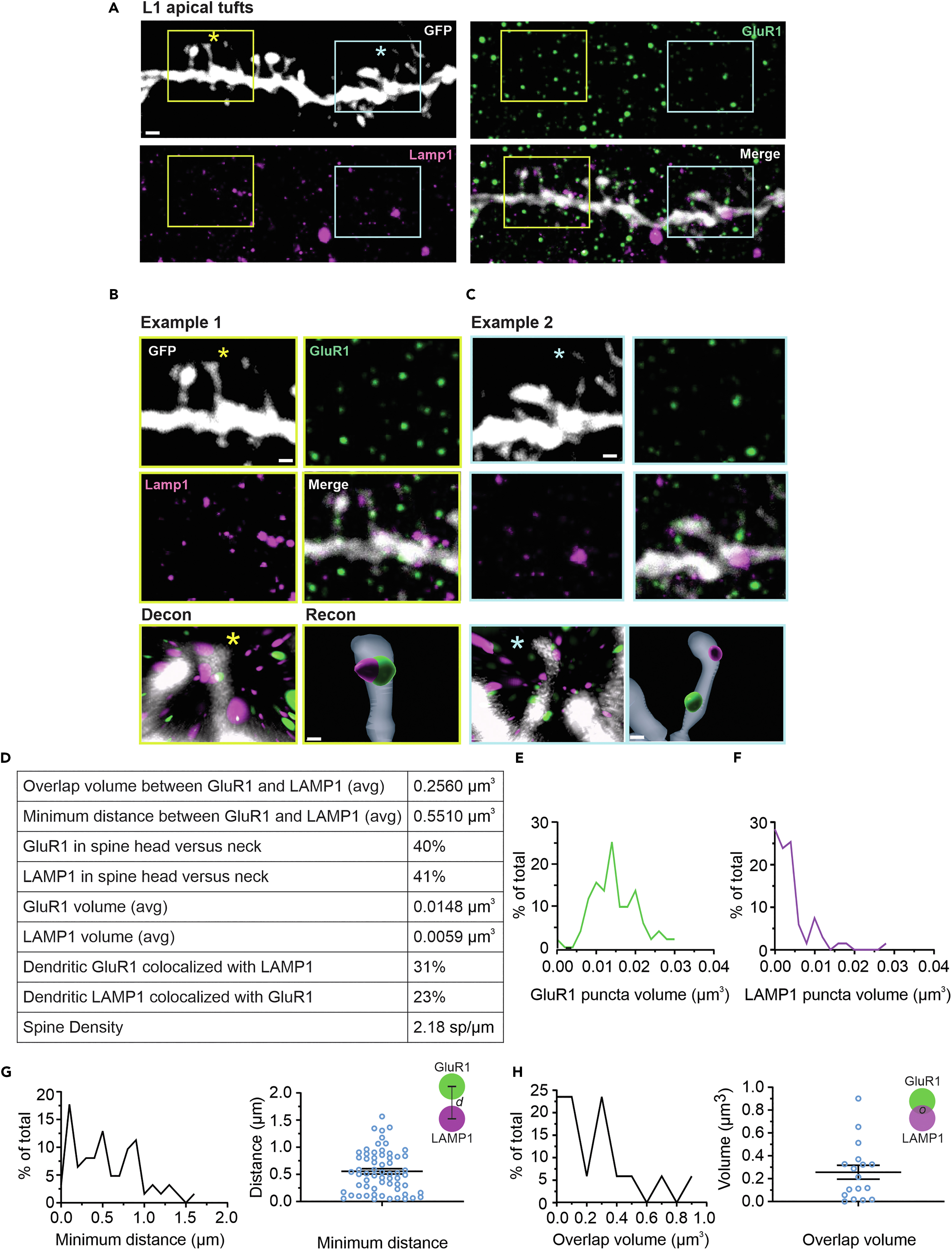 Cell Press: STAR Protocols