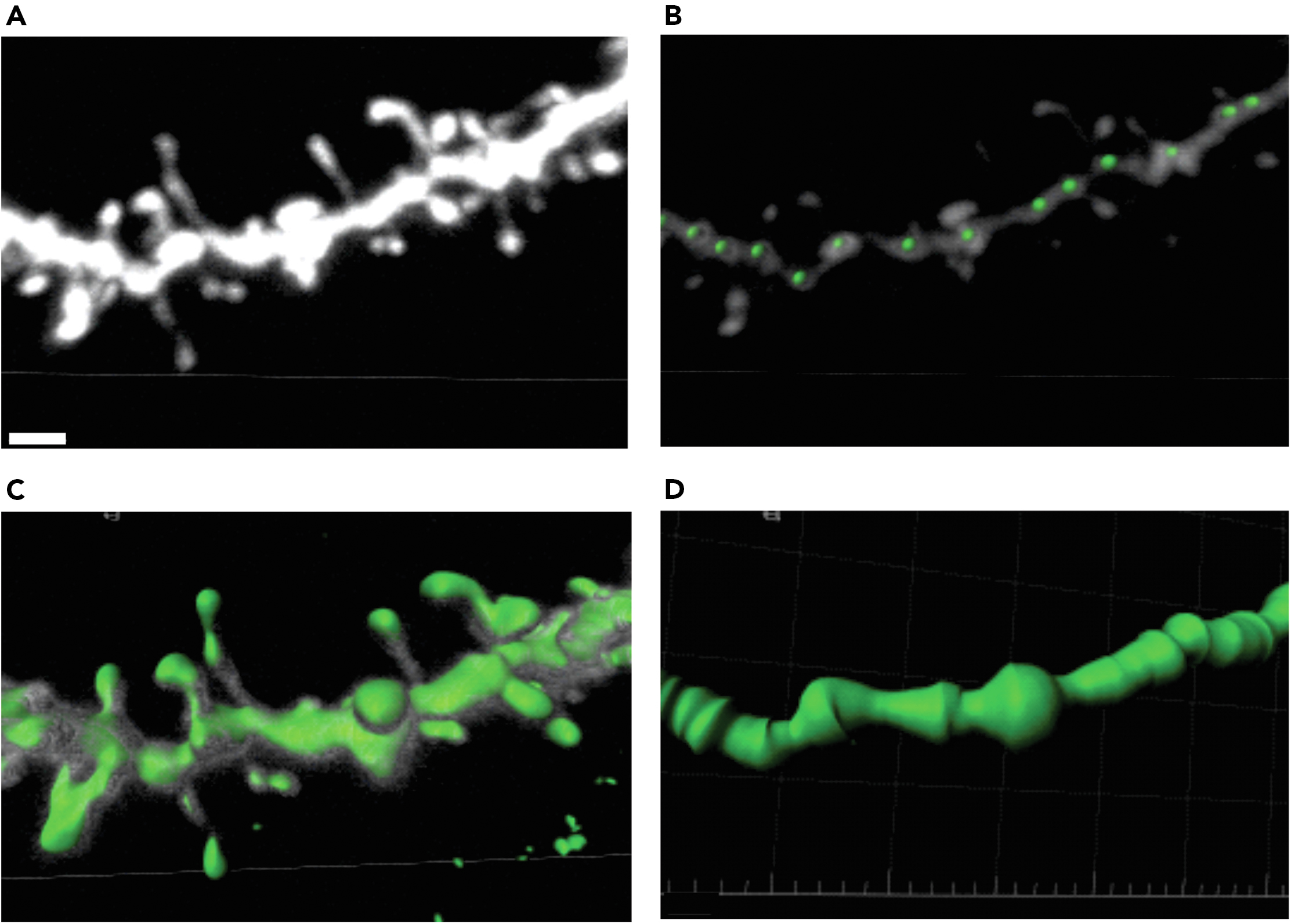 Cell Press: STAR Protocols