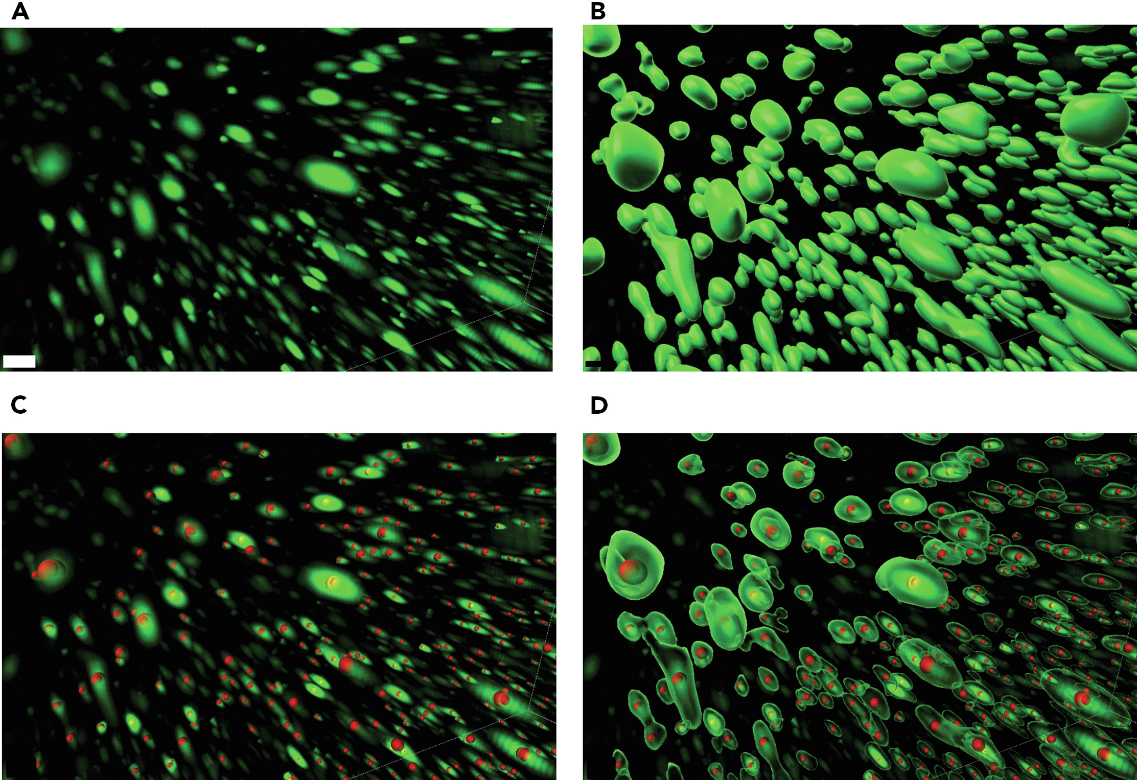 Cell Press: STAR Protocols