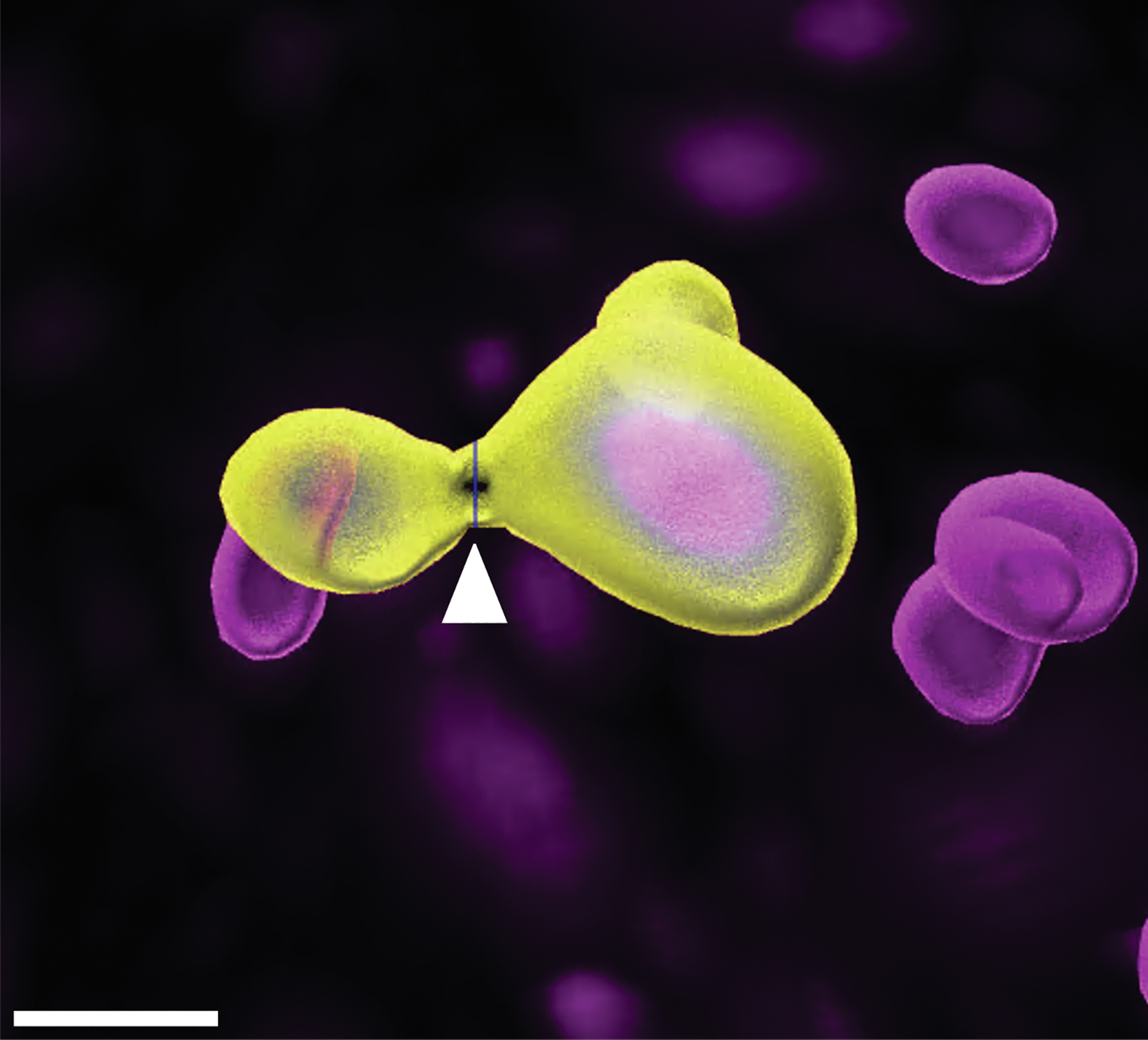 Cell Press: STAR Protocols