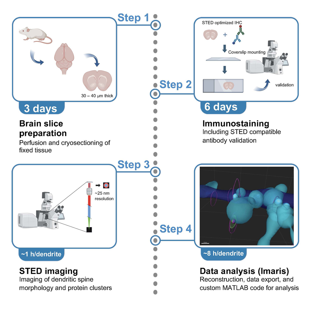 Cell Press: STAR Protocols