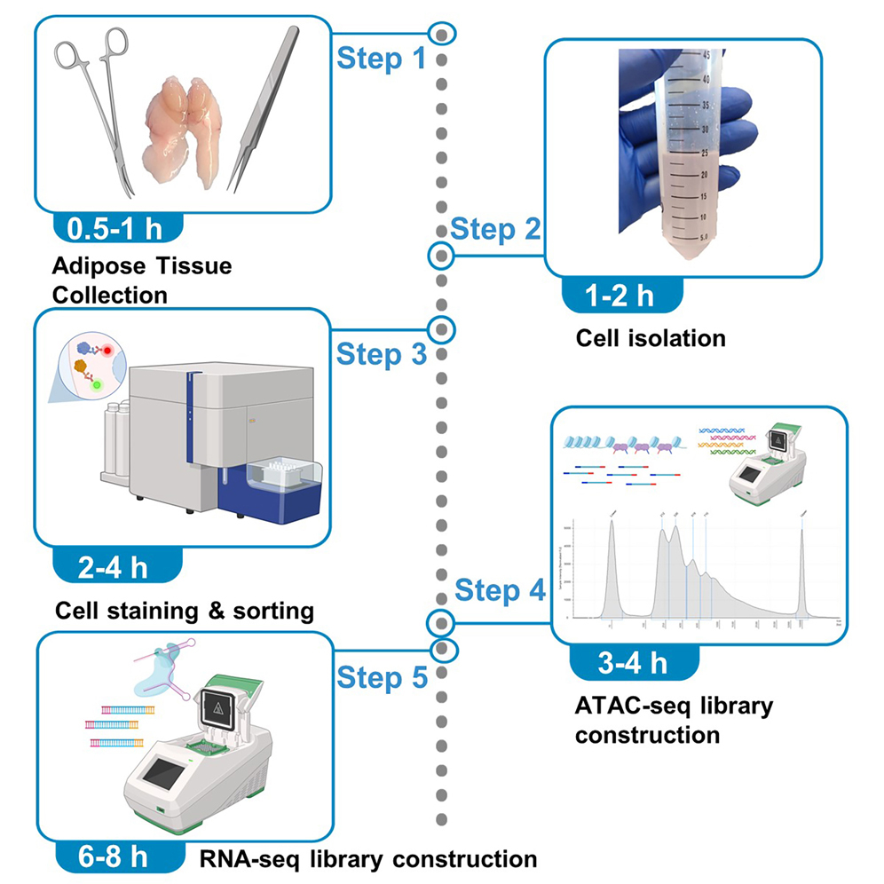 Cell Press: STAR Protocols