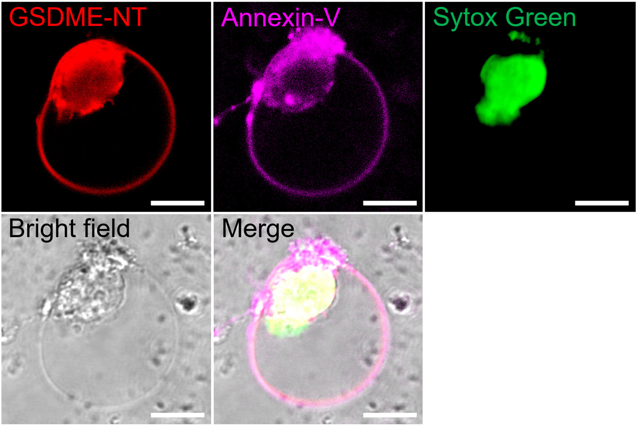 Cell Press: STAR Protocols