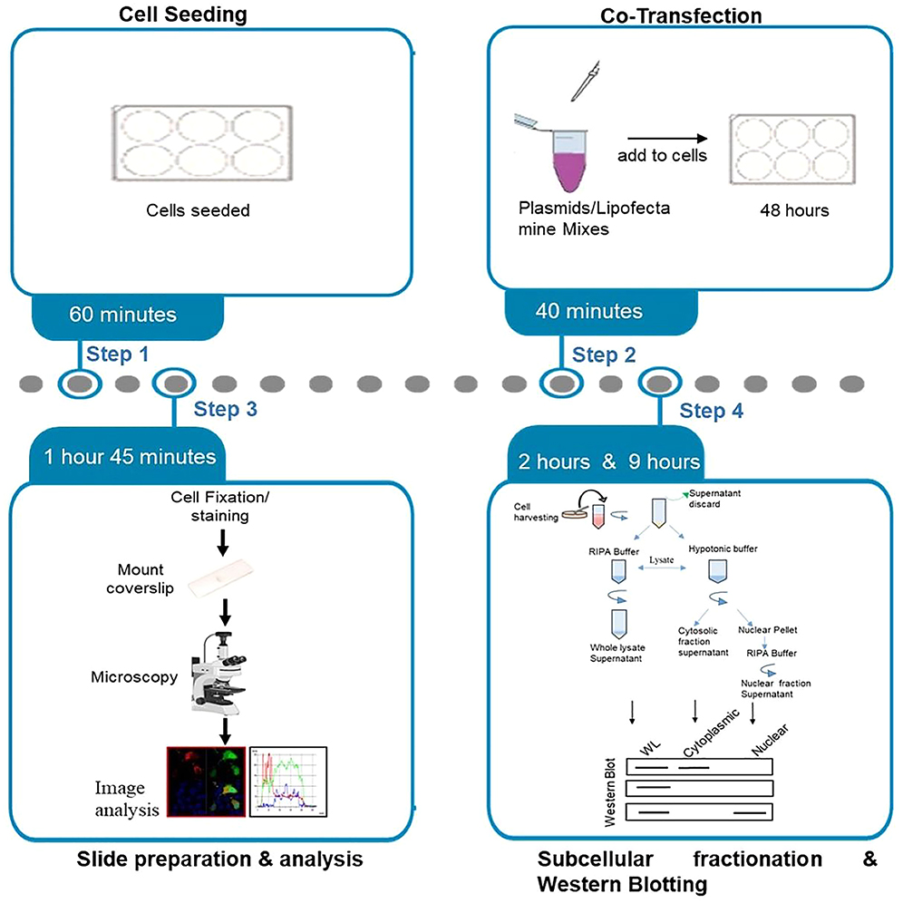 Cell Press: STAR Protocols