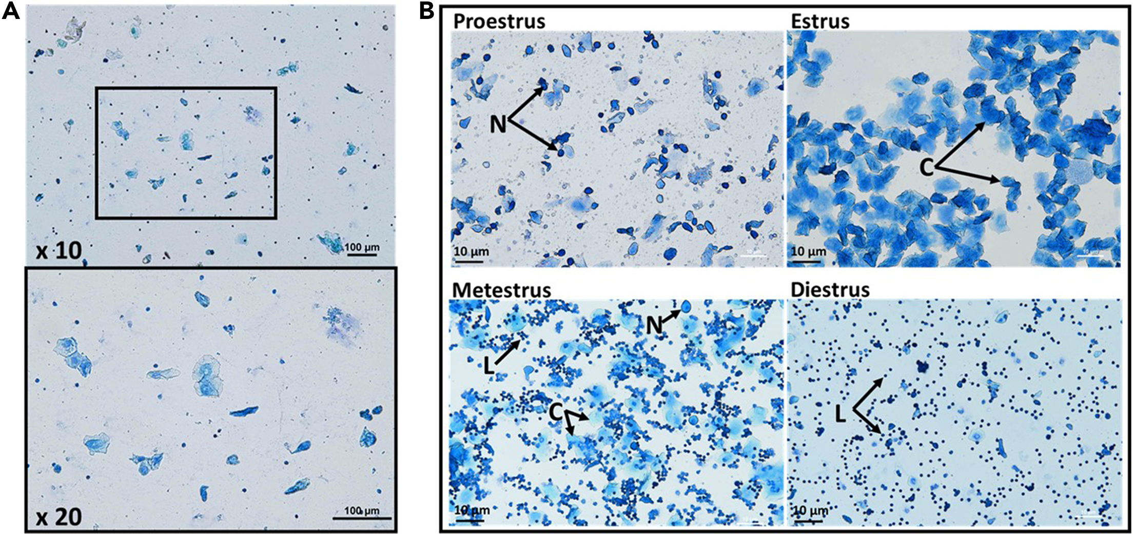 Cell Press: STAR Protocols