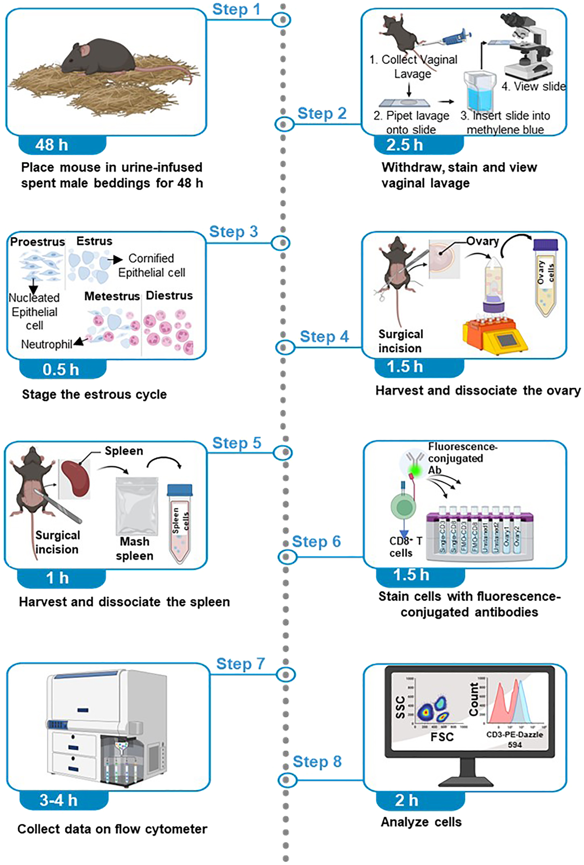 Cell Press: STAR Protocols