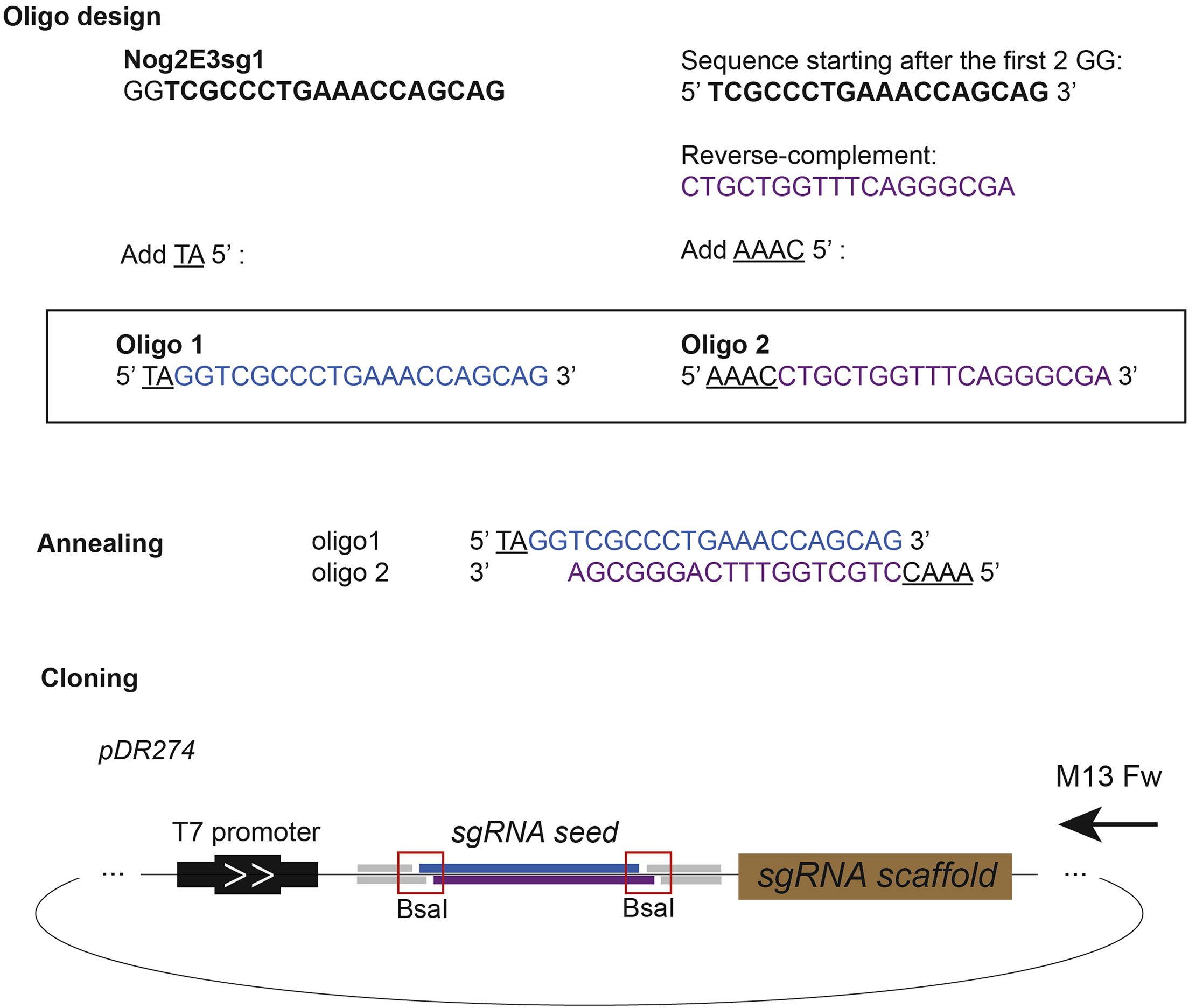 Cell Press: STAR Protocols