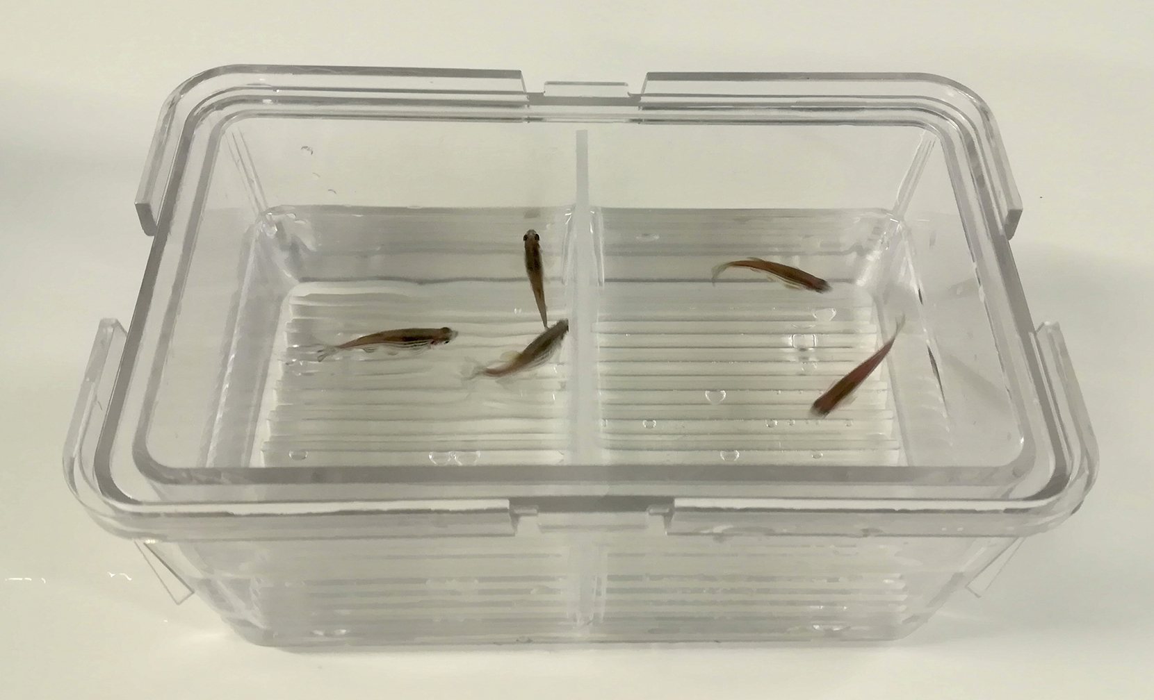 Cell Press: STAR Protocols