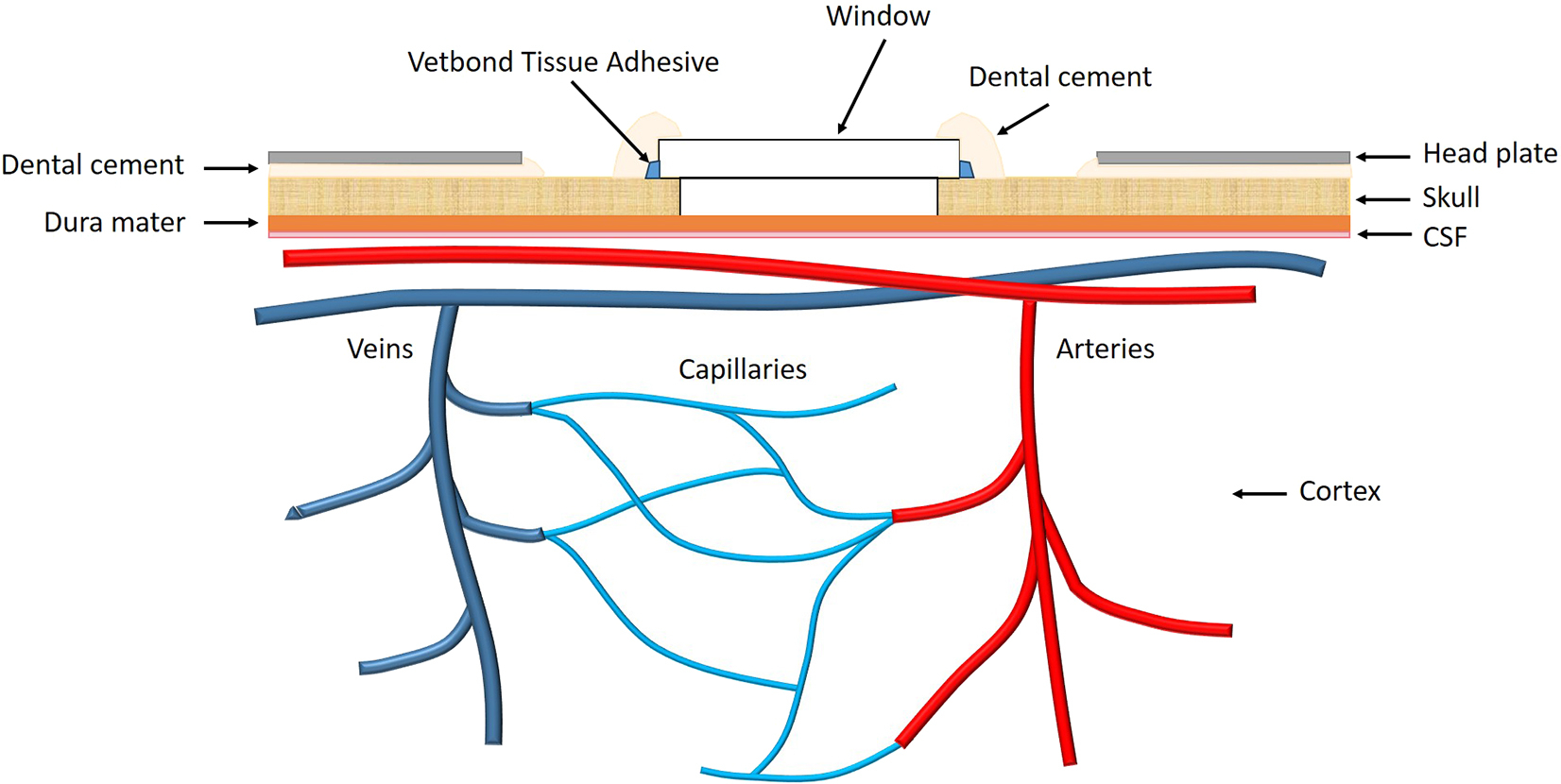 Cell Press: STAR Protocols