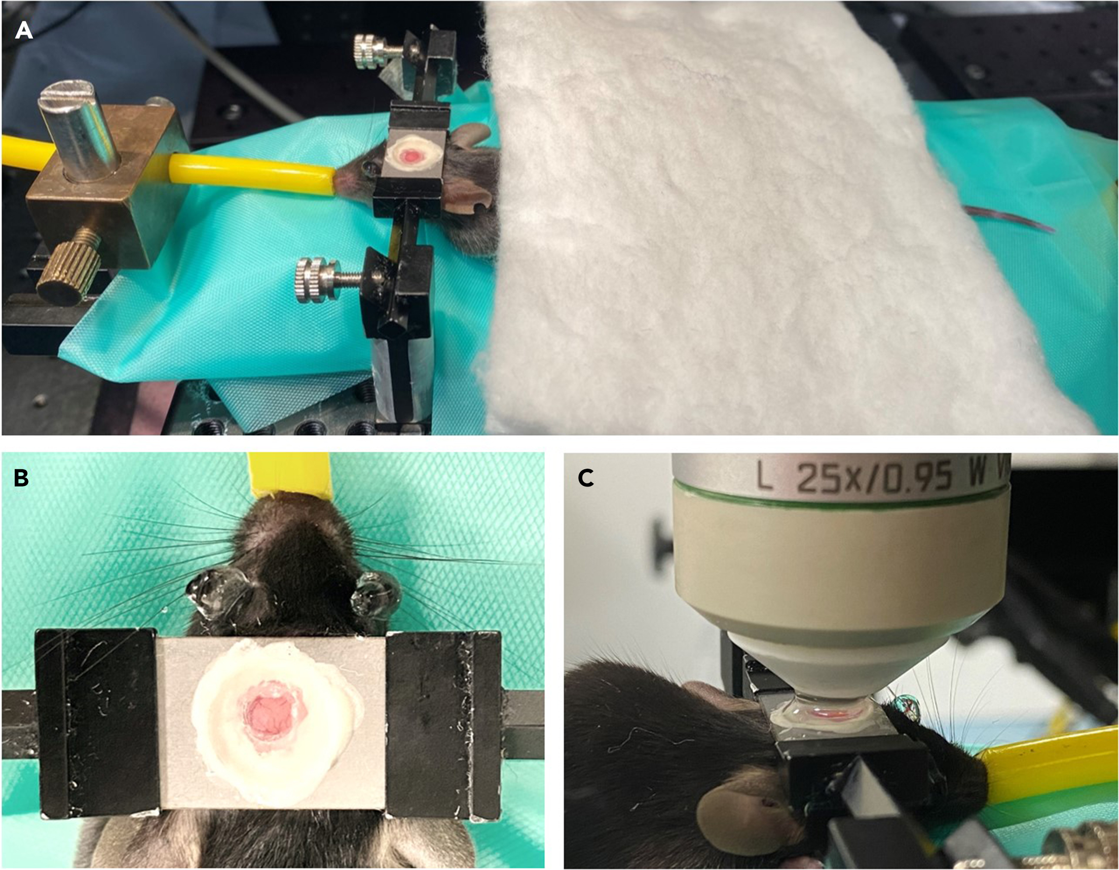 Cell Press: STAR Protocols
