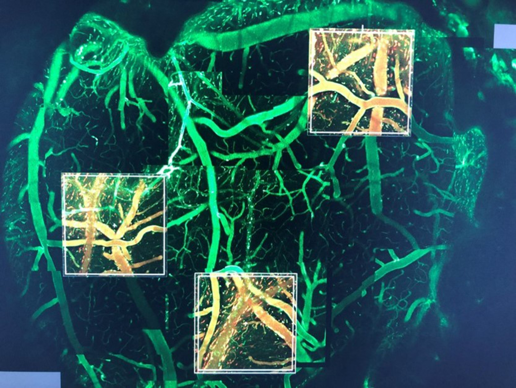 Cell Press: STAR Protocols