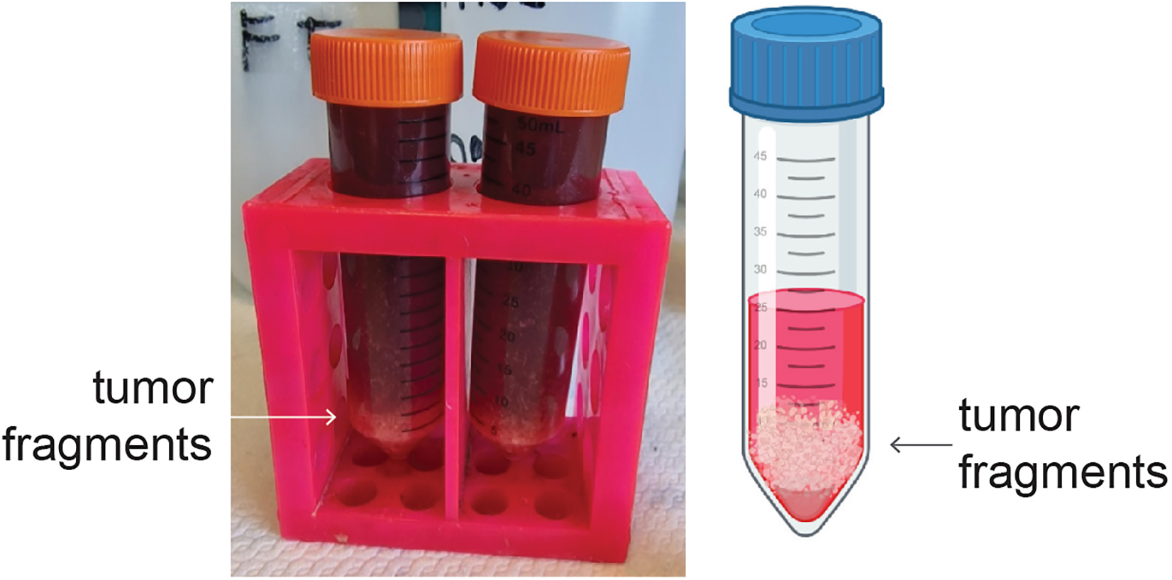 Cell Press: STAR Protocols