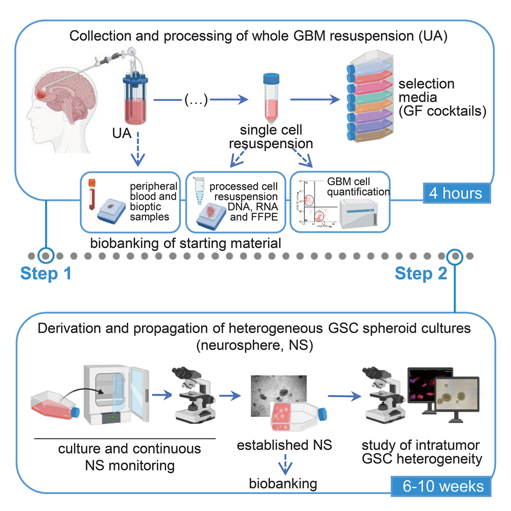 Cell Press: STAR Protocols