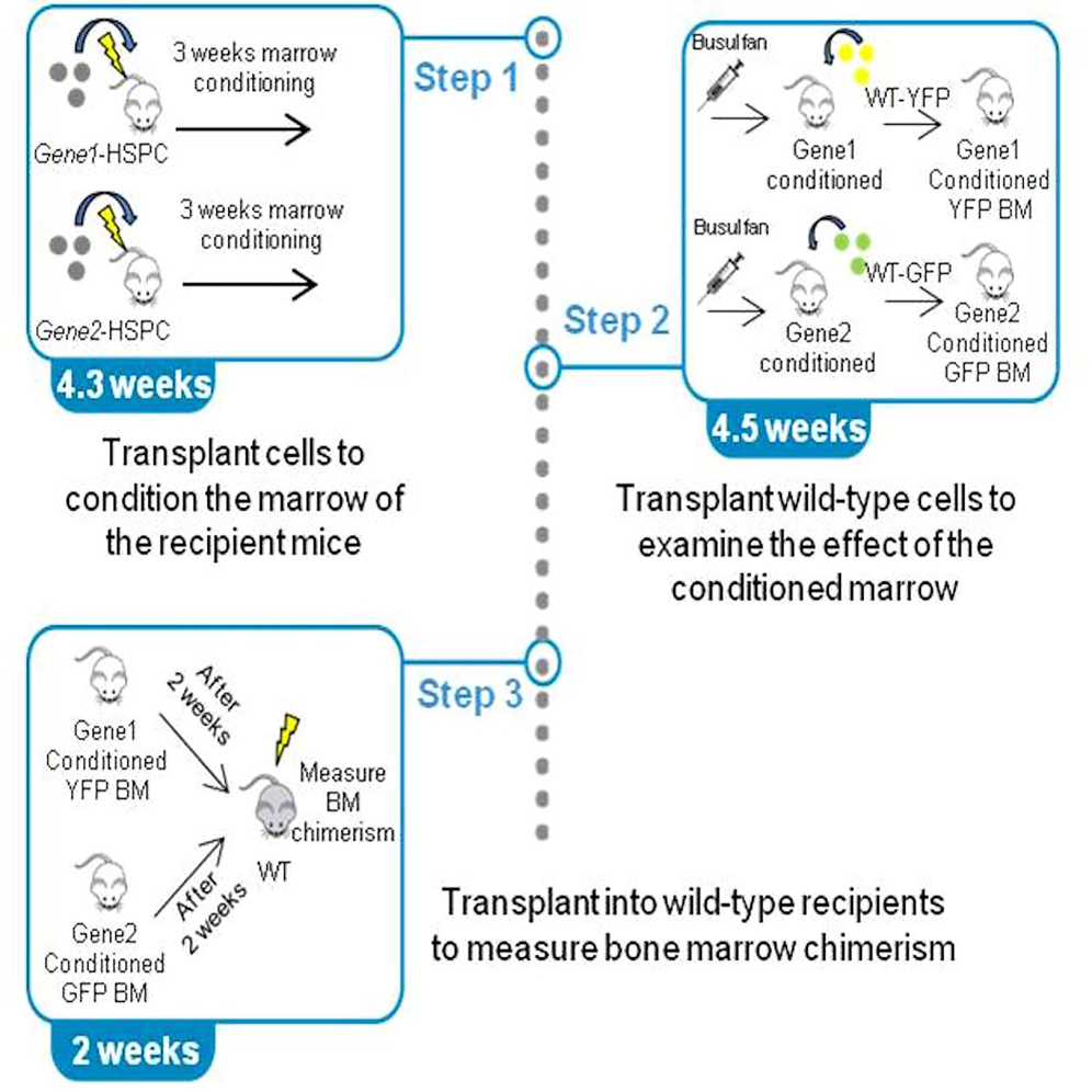 Cell Press: STAR Protocols