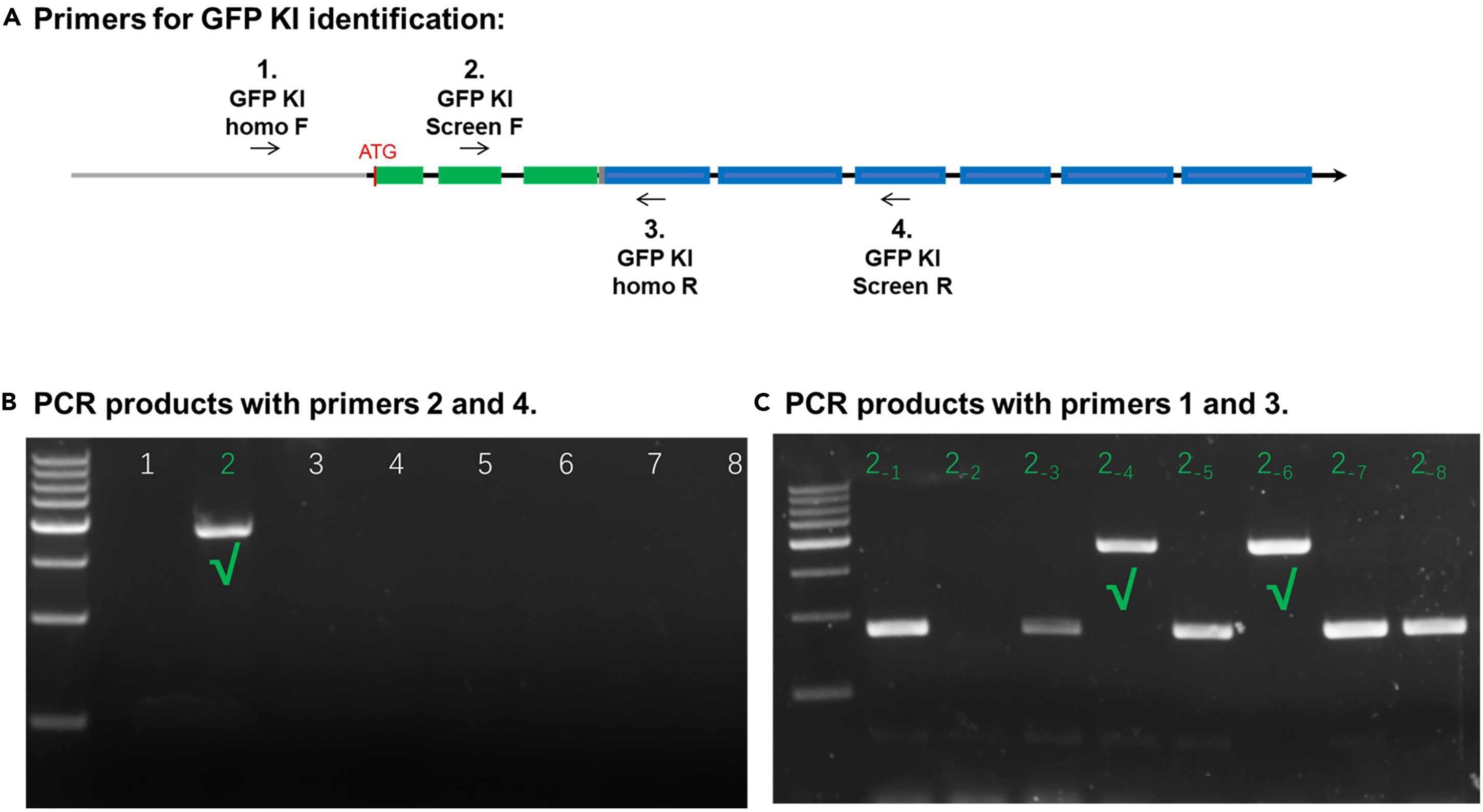Cell Press: STAR Protocols