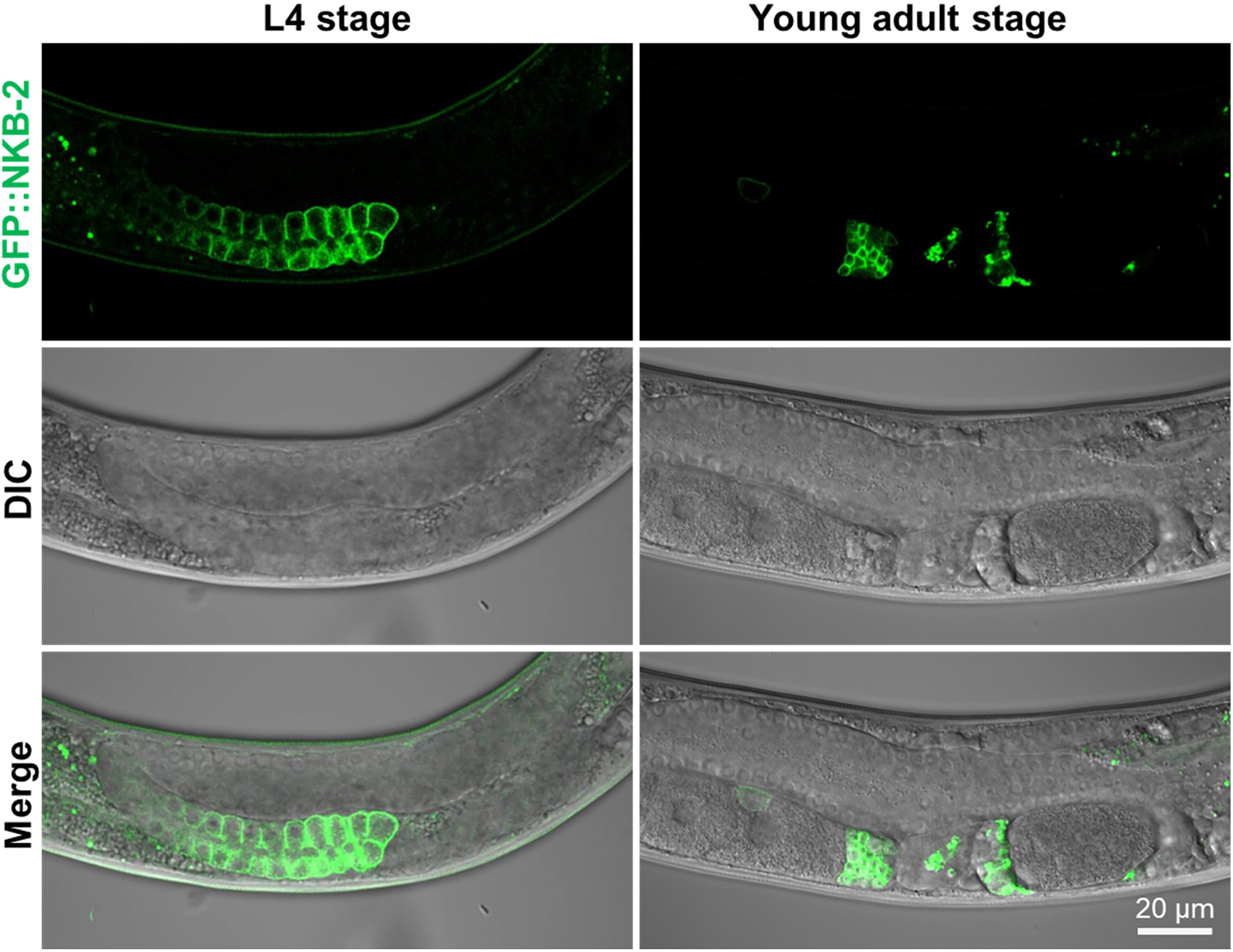 Cell Press: STAR Protocols