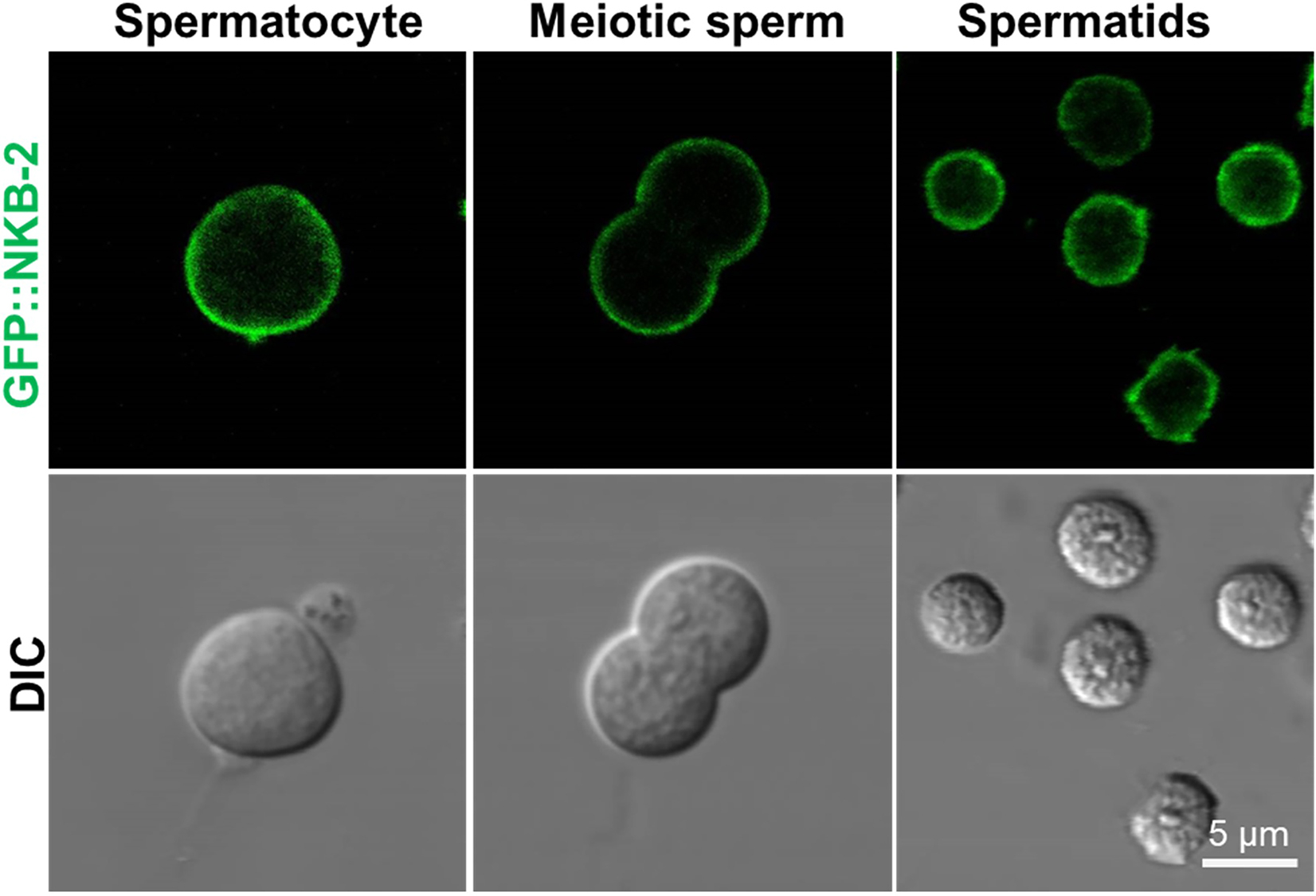 Cell Press: STAR Protocols