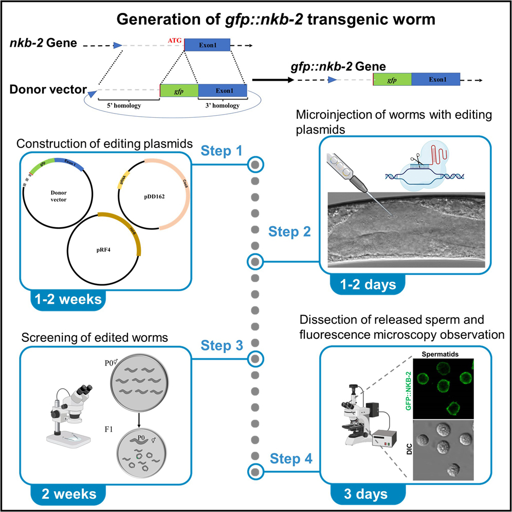 Cell Press: STAR Protocols