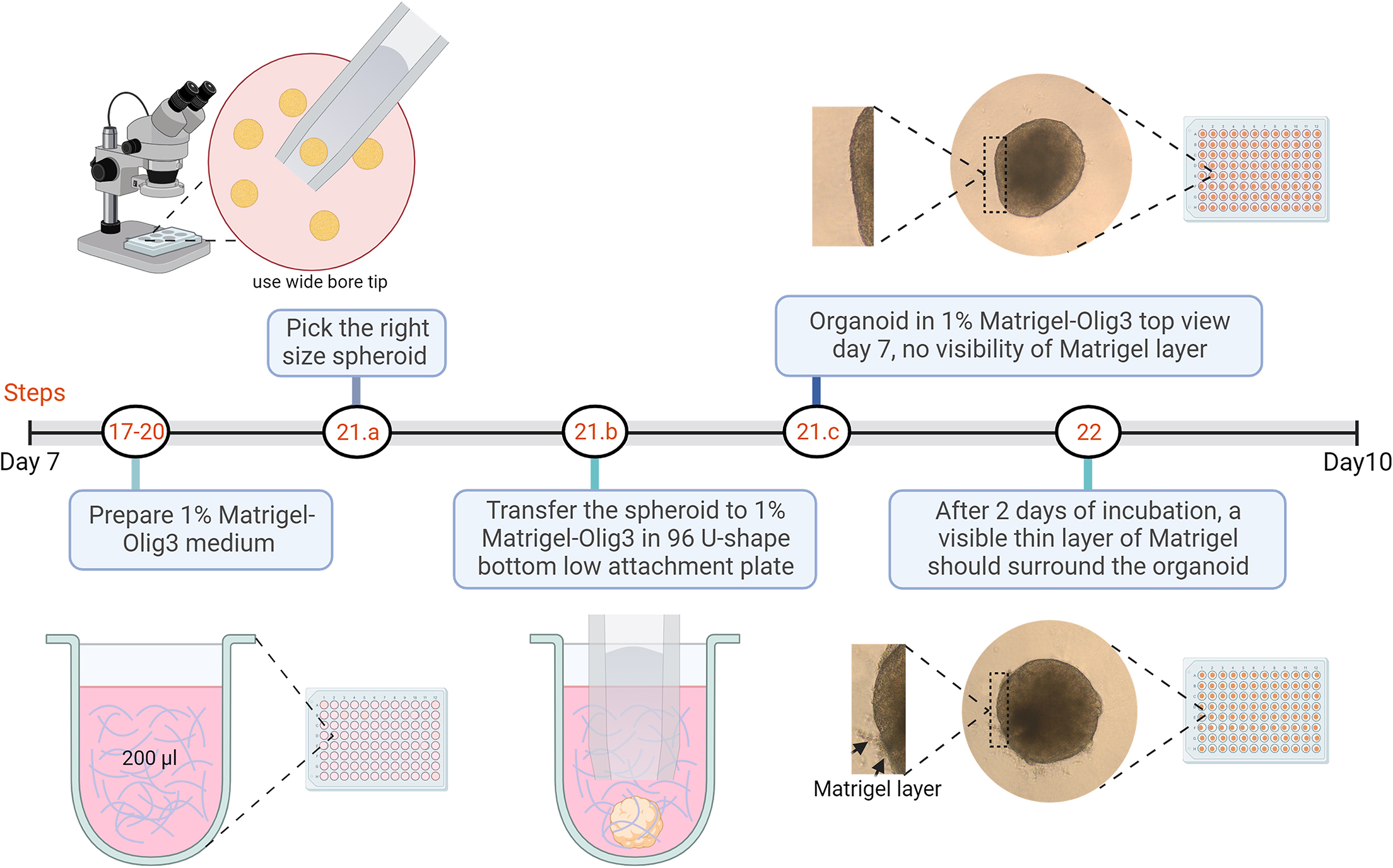 Cell Press: STAR Protocols