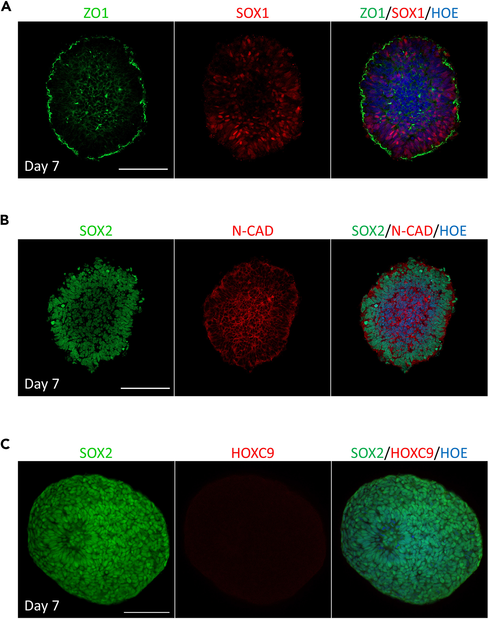 Cell Press: STAR Protocols