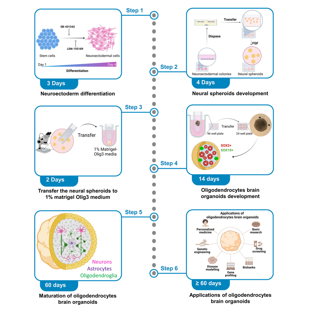 Cell Press: STAR Protocols
