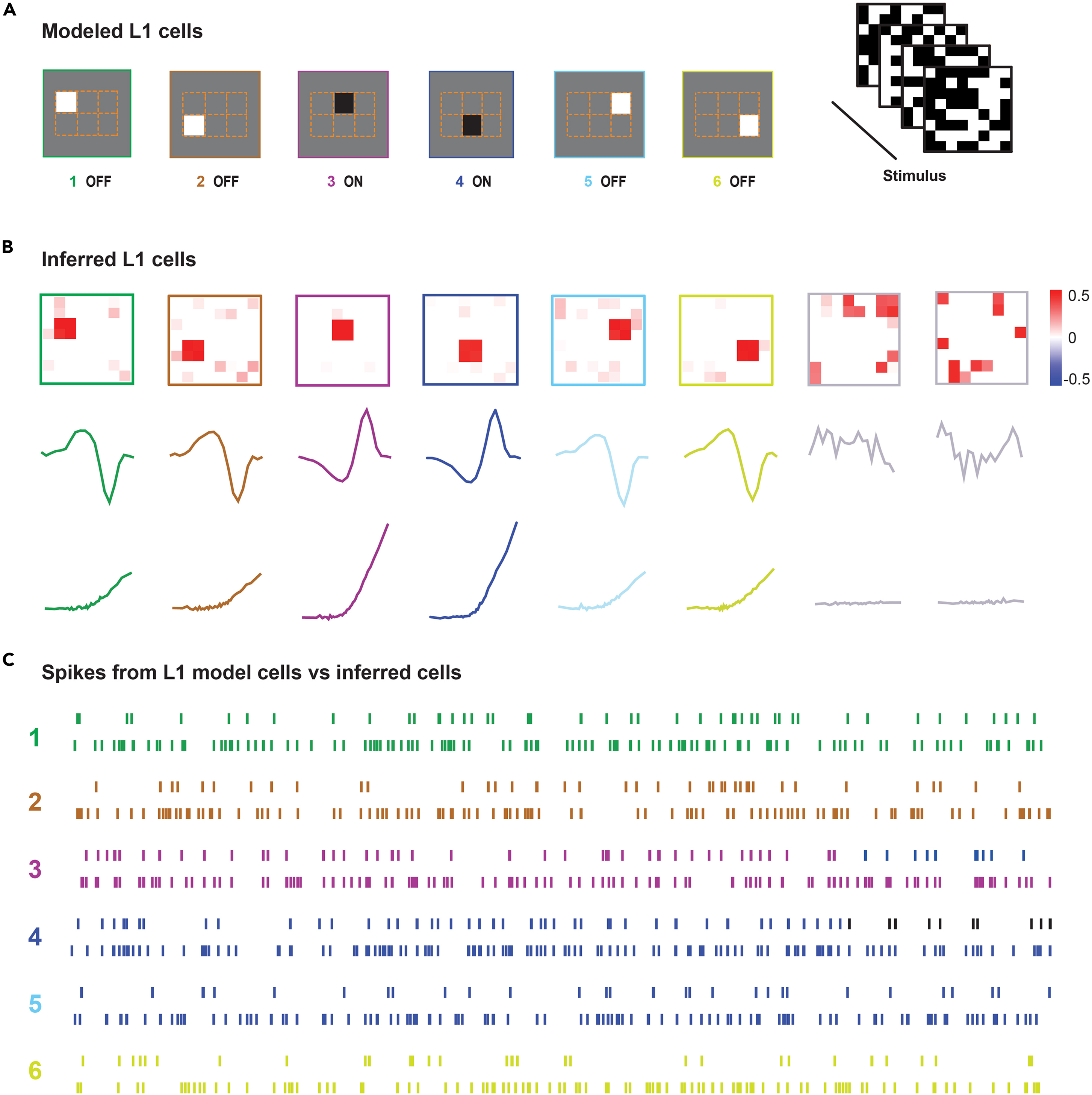 Cell Press: STAR Protocols