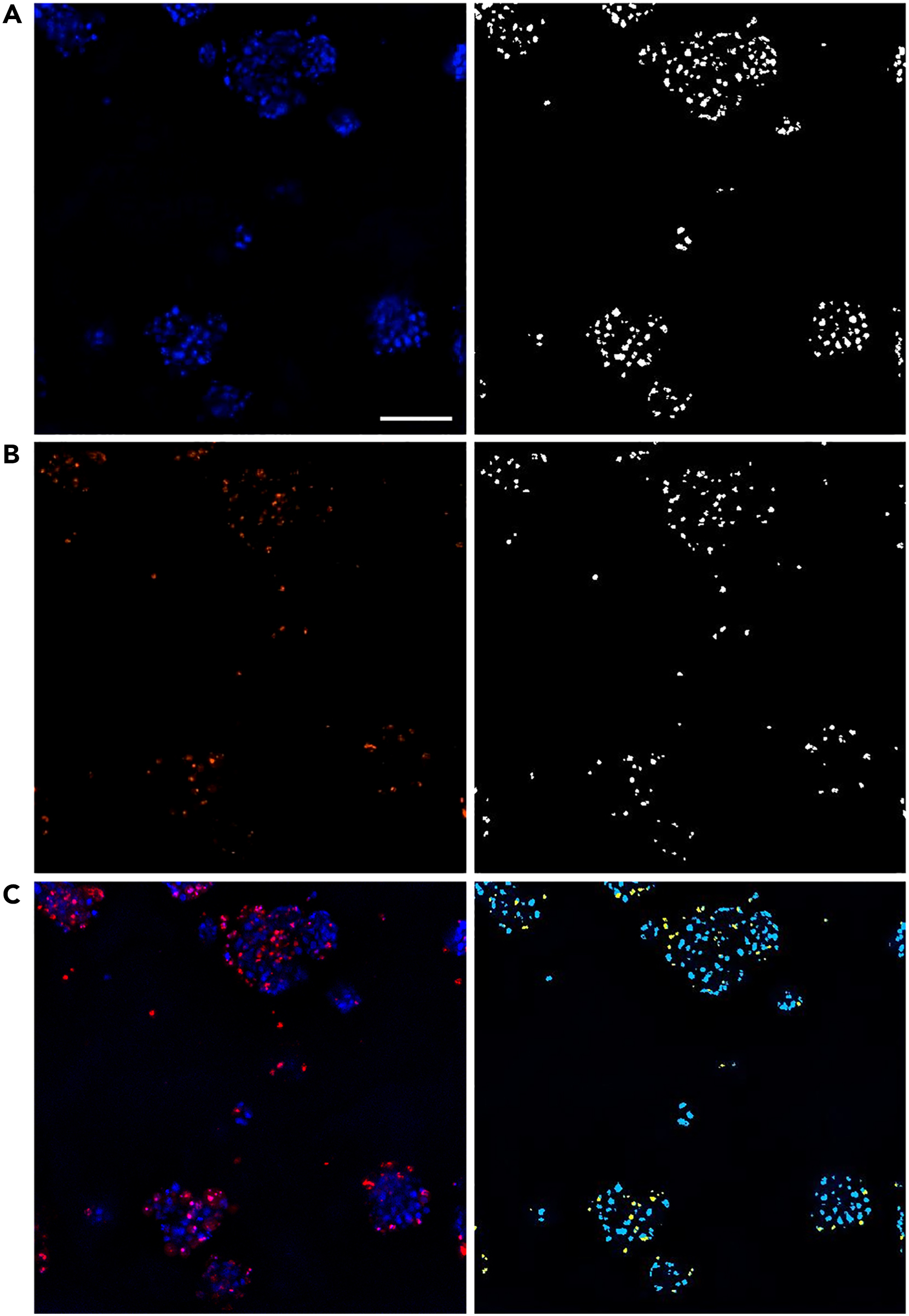 Cell Press: STAR Protocols