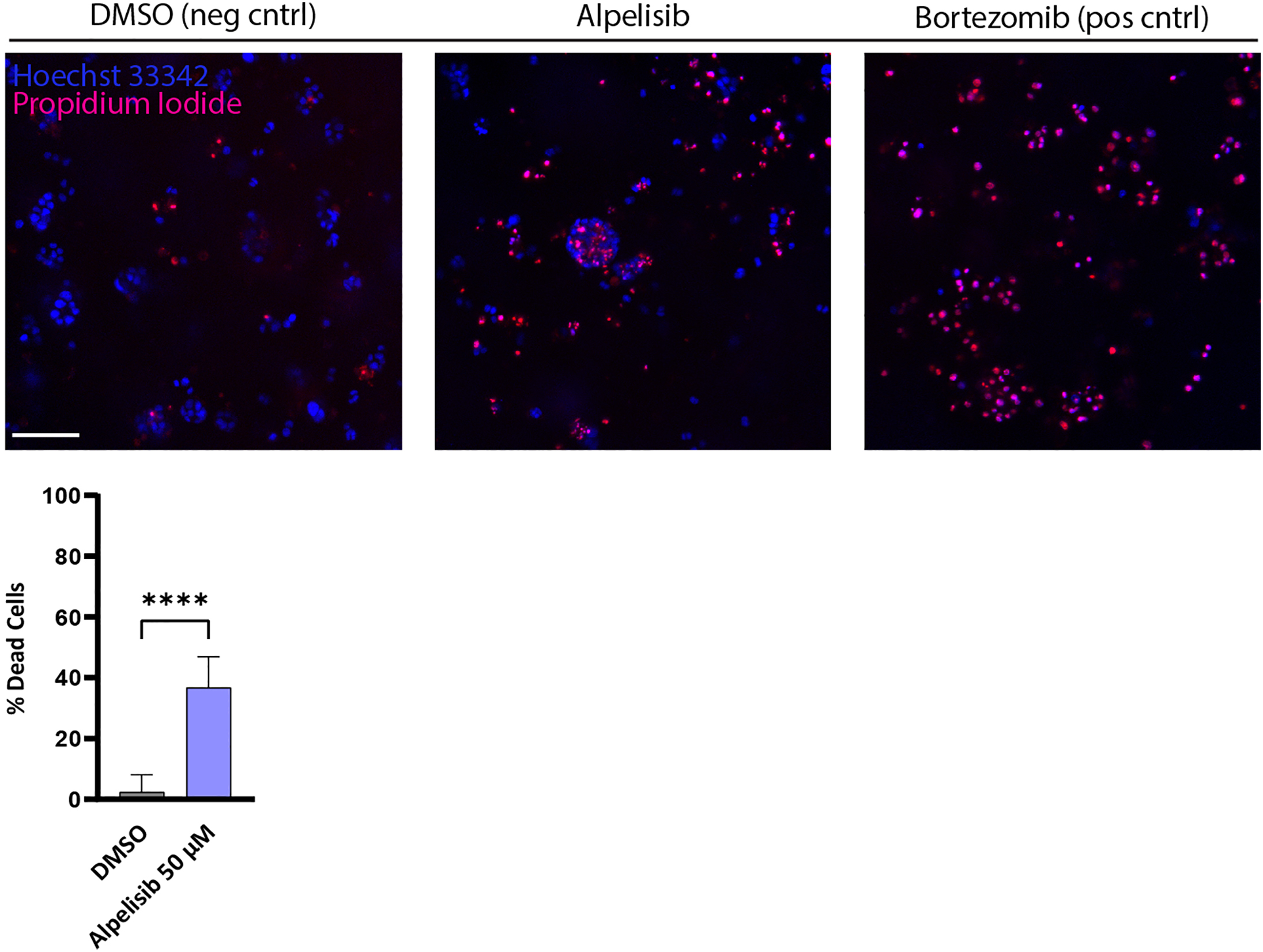 Cell Press: STAR Protocols