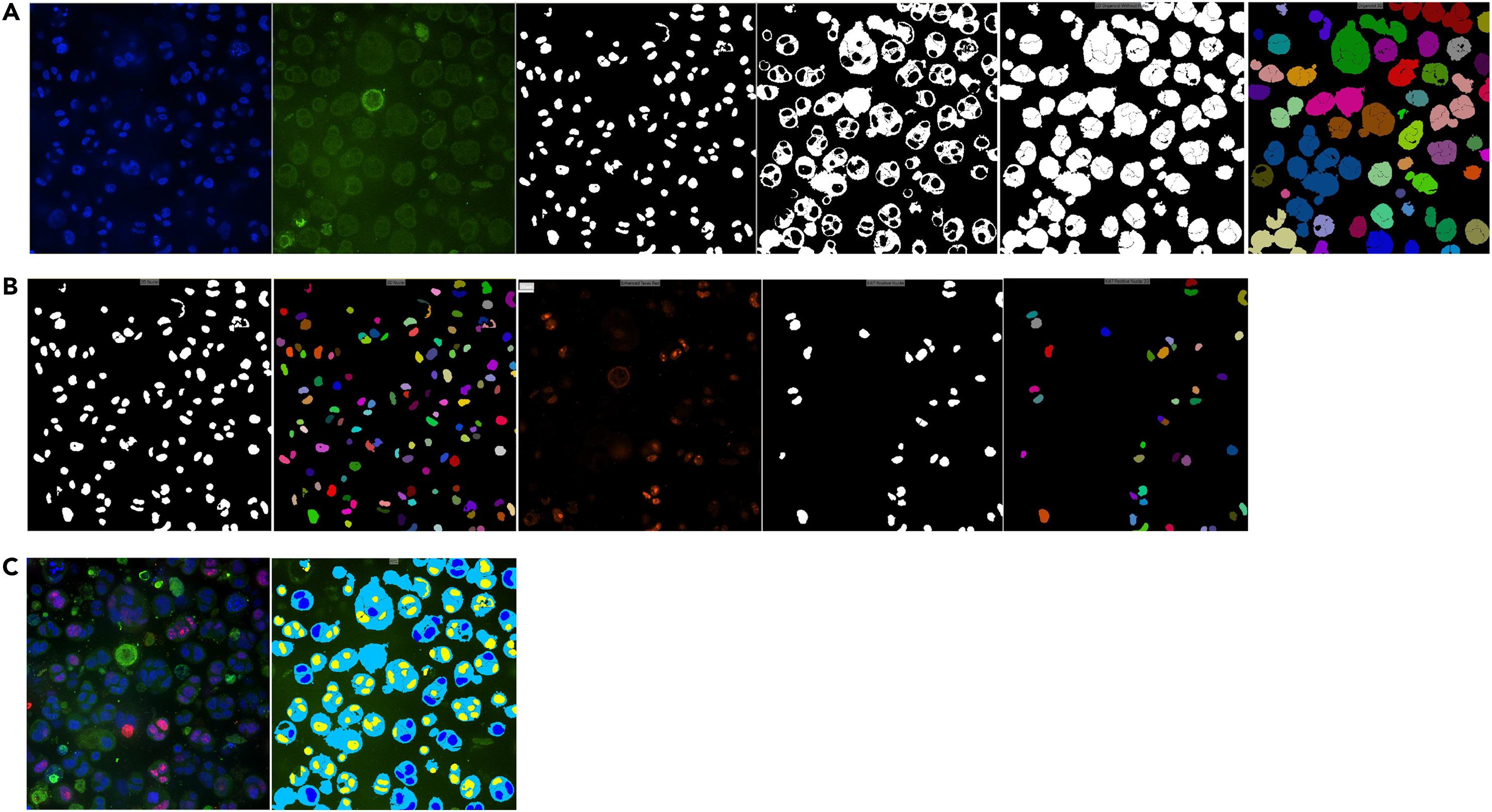 Cell Press: STAR Protocols