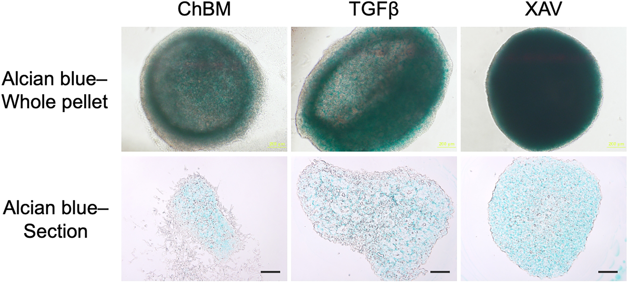 Cell Press: STAR Protocols