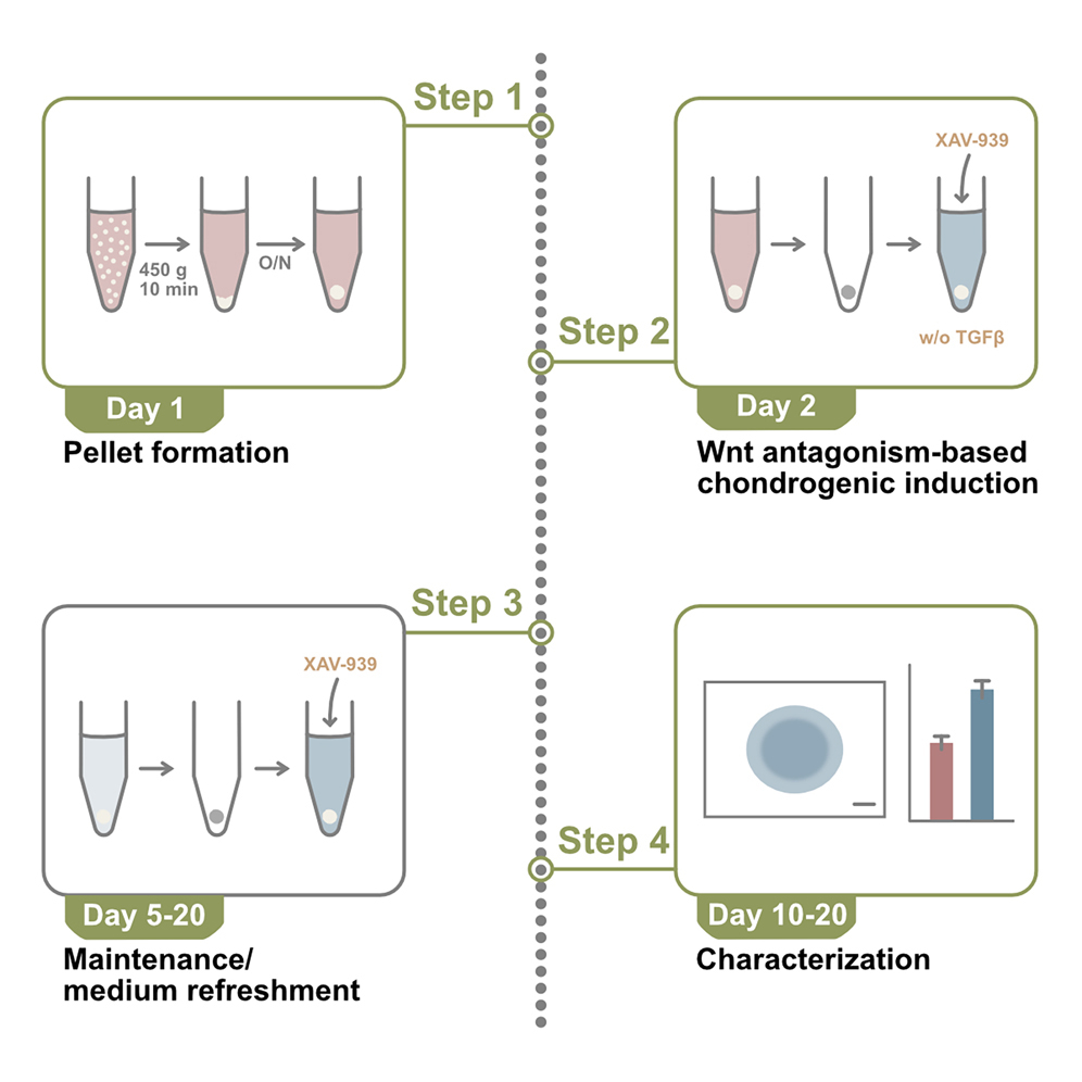 Cell Press: STAR Protocols