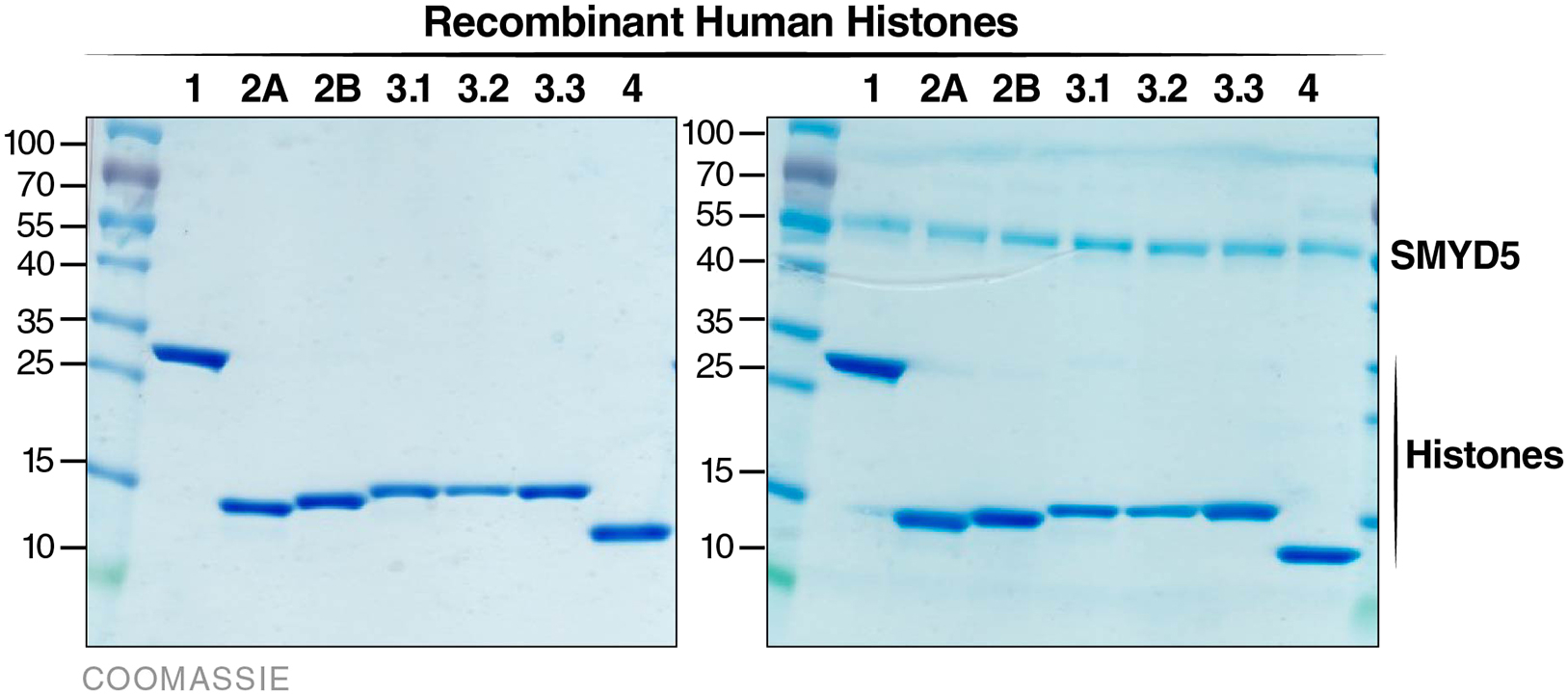 Cell Press: STAR Protocols