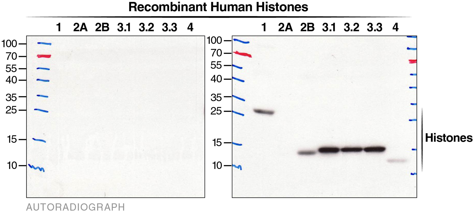 Cell Press: STAR Protocols