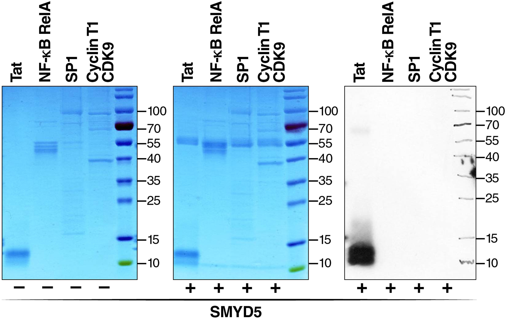 Cell Press: STAR Protocols