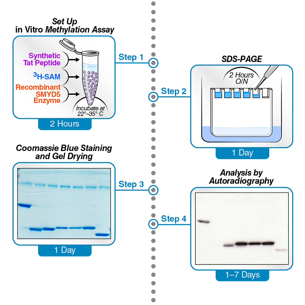Cell Press: STAR Protocols