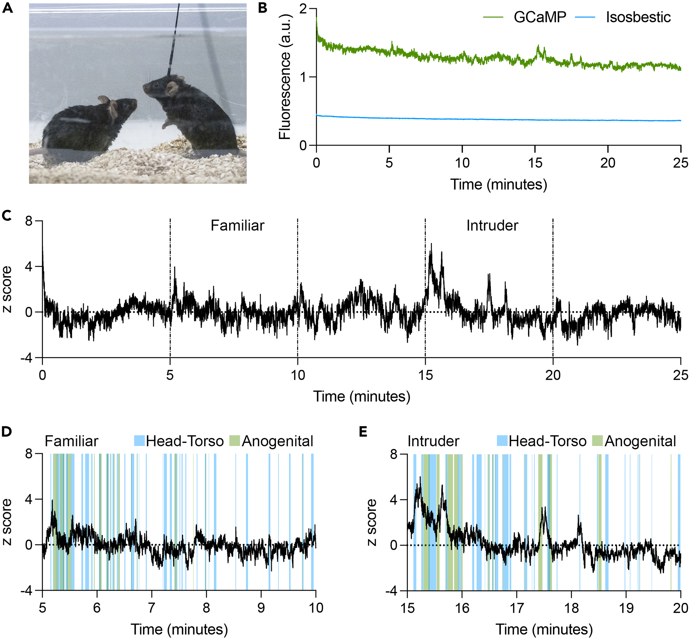 Cell Press: STAR Protocols