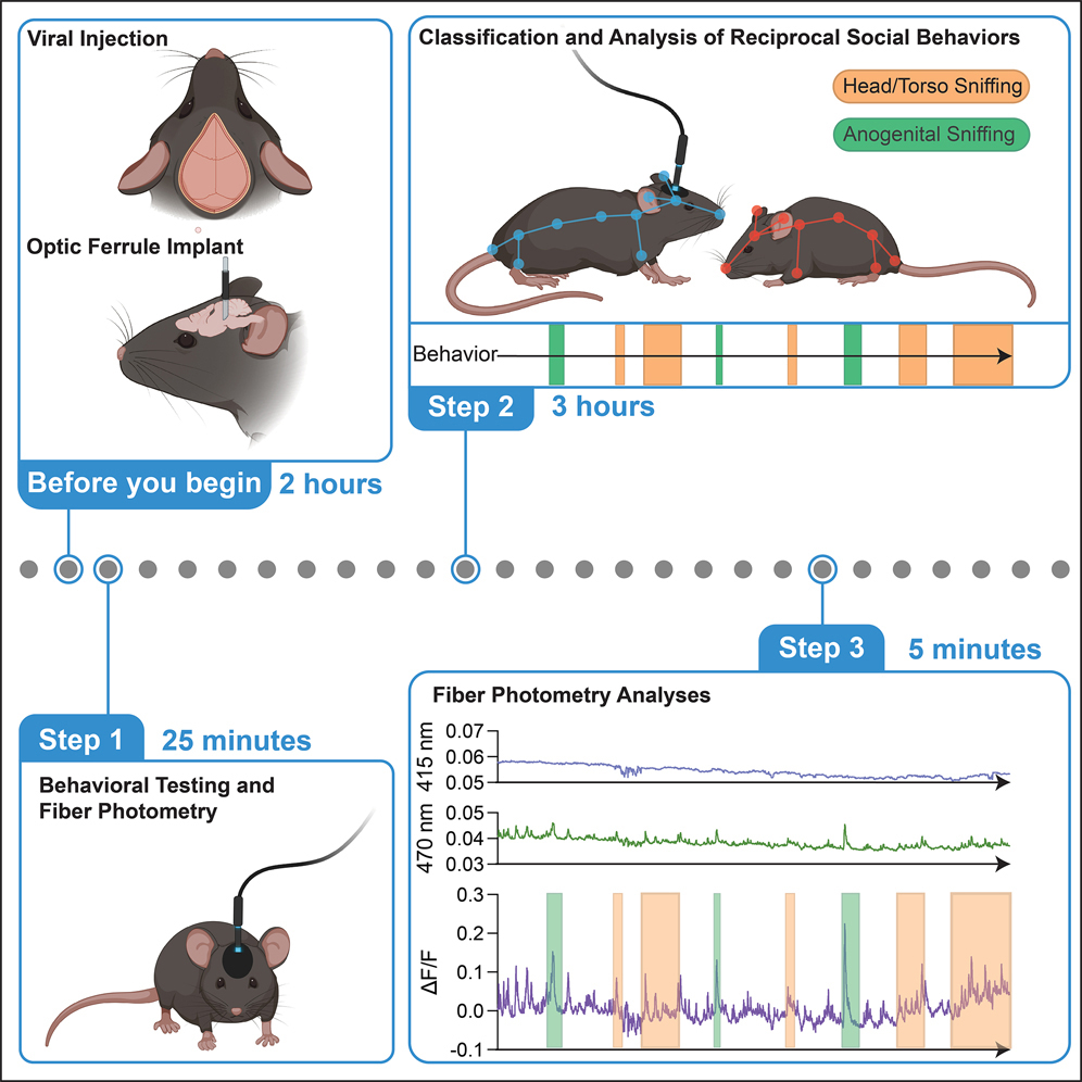 Cell Press: STAR Protocols