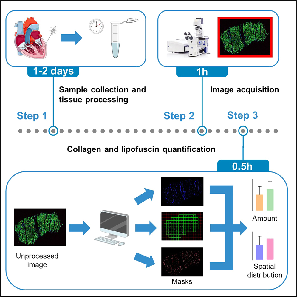 Cell Press: STAR Protocols