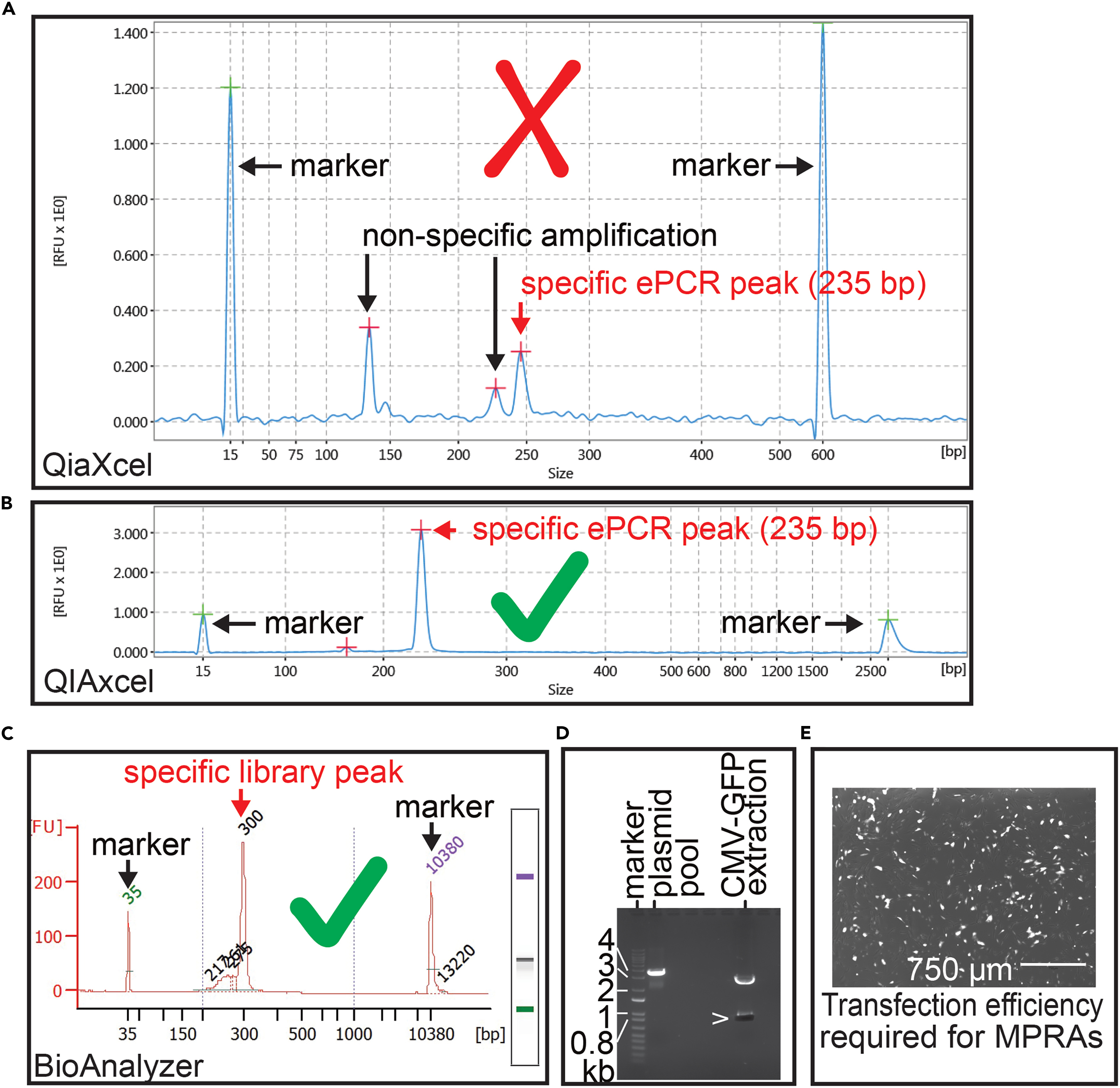 Cell Press: STAR Protocols
