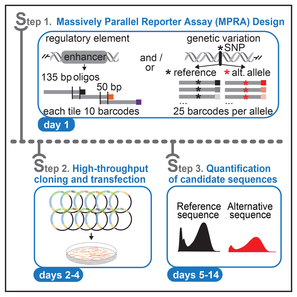 Cell Press Star Protocols