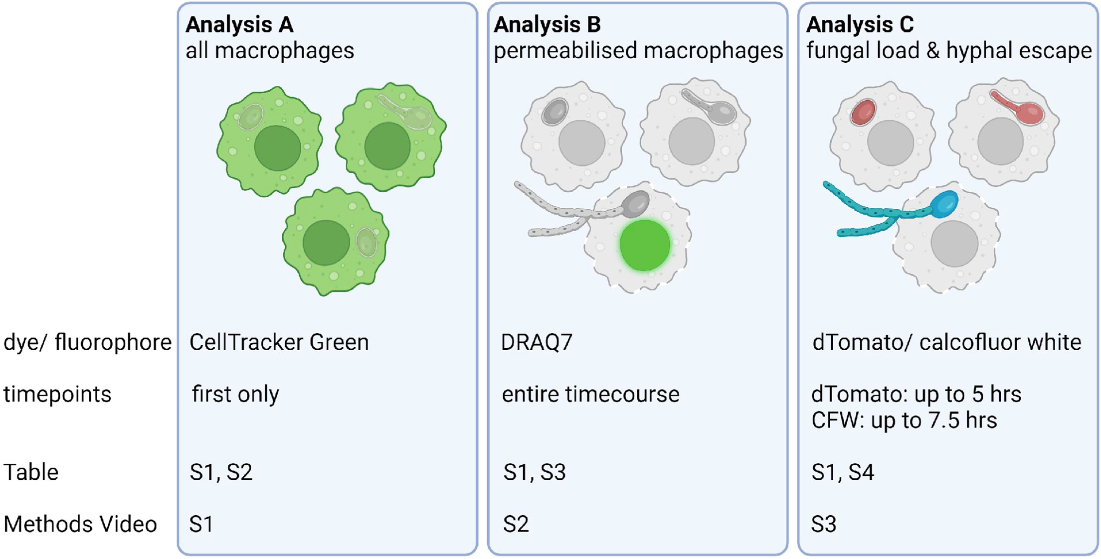 Cell Press: STAR Protocols