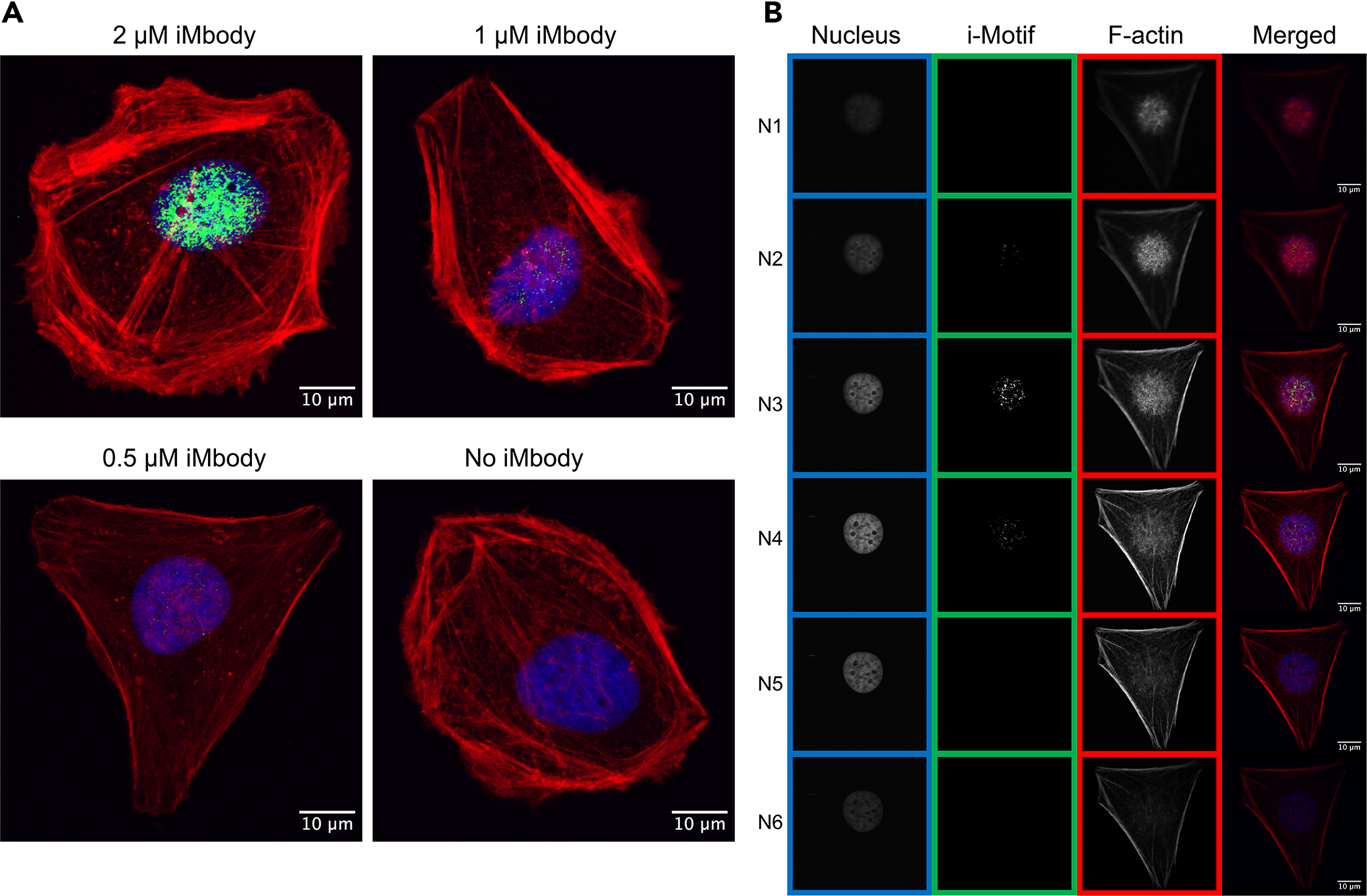 Cell Press: STAR Protocols