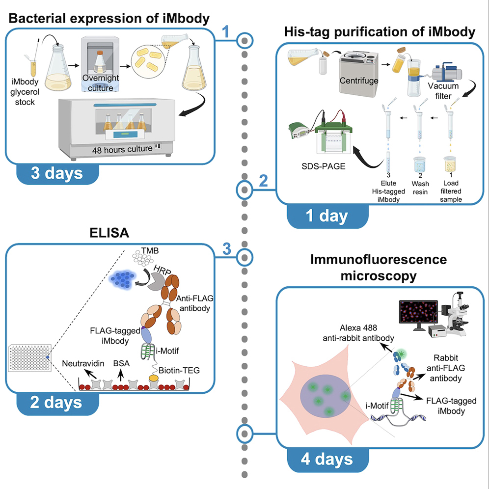 Cell Press: STAR Protocols