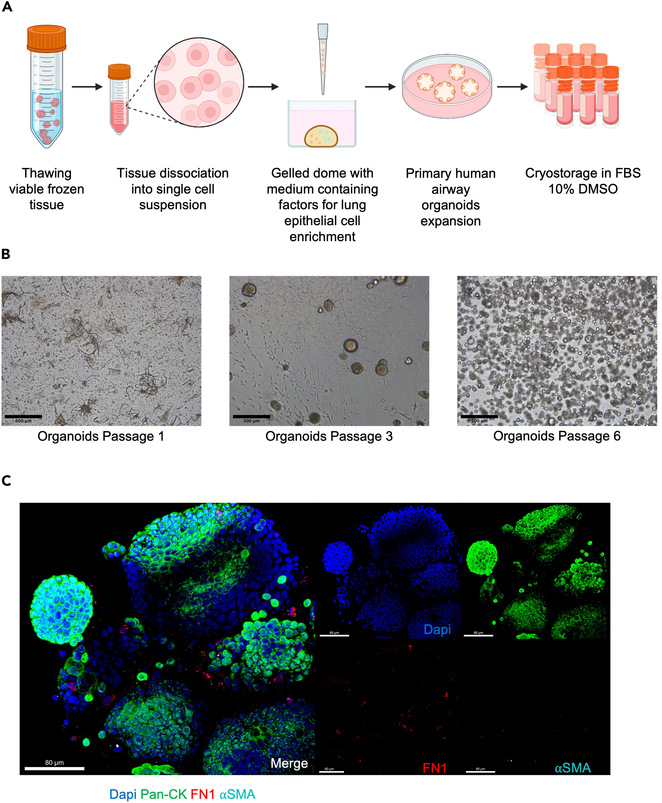 Cell Press: STAR Protocols