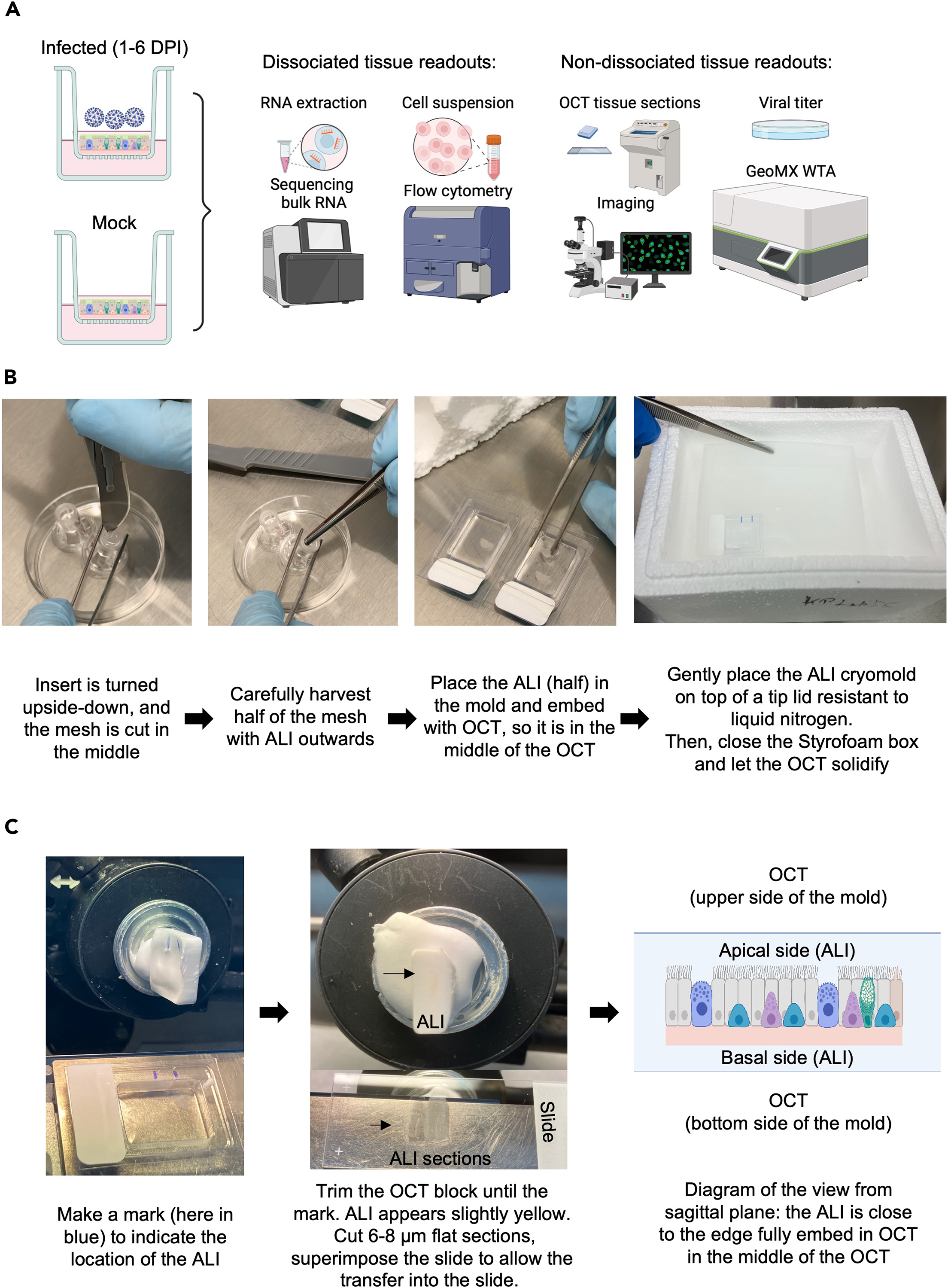 Cell Press: STAR Protocols