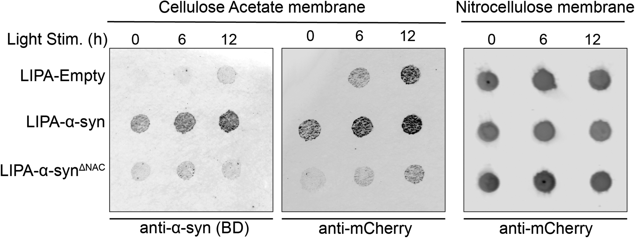 Cell Press: STAR Protocols